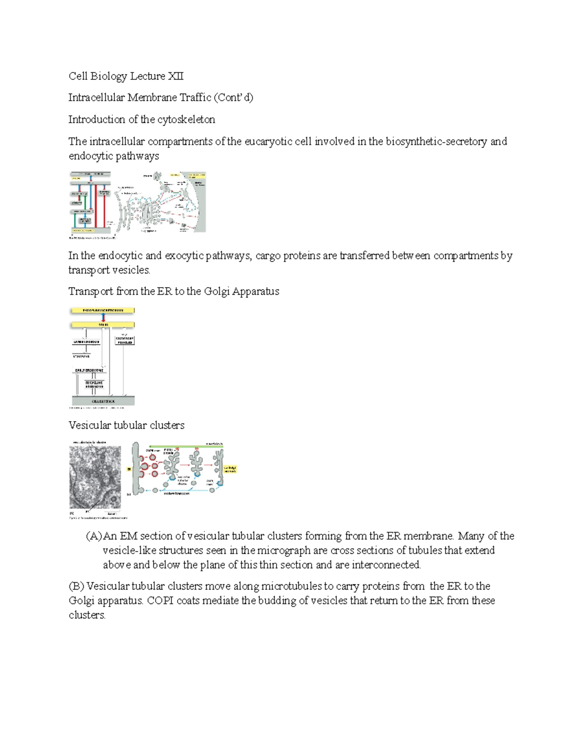 Cell Biology Lecture XII - Cell Biology Lecture XII Intracellular ...