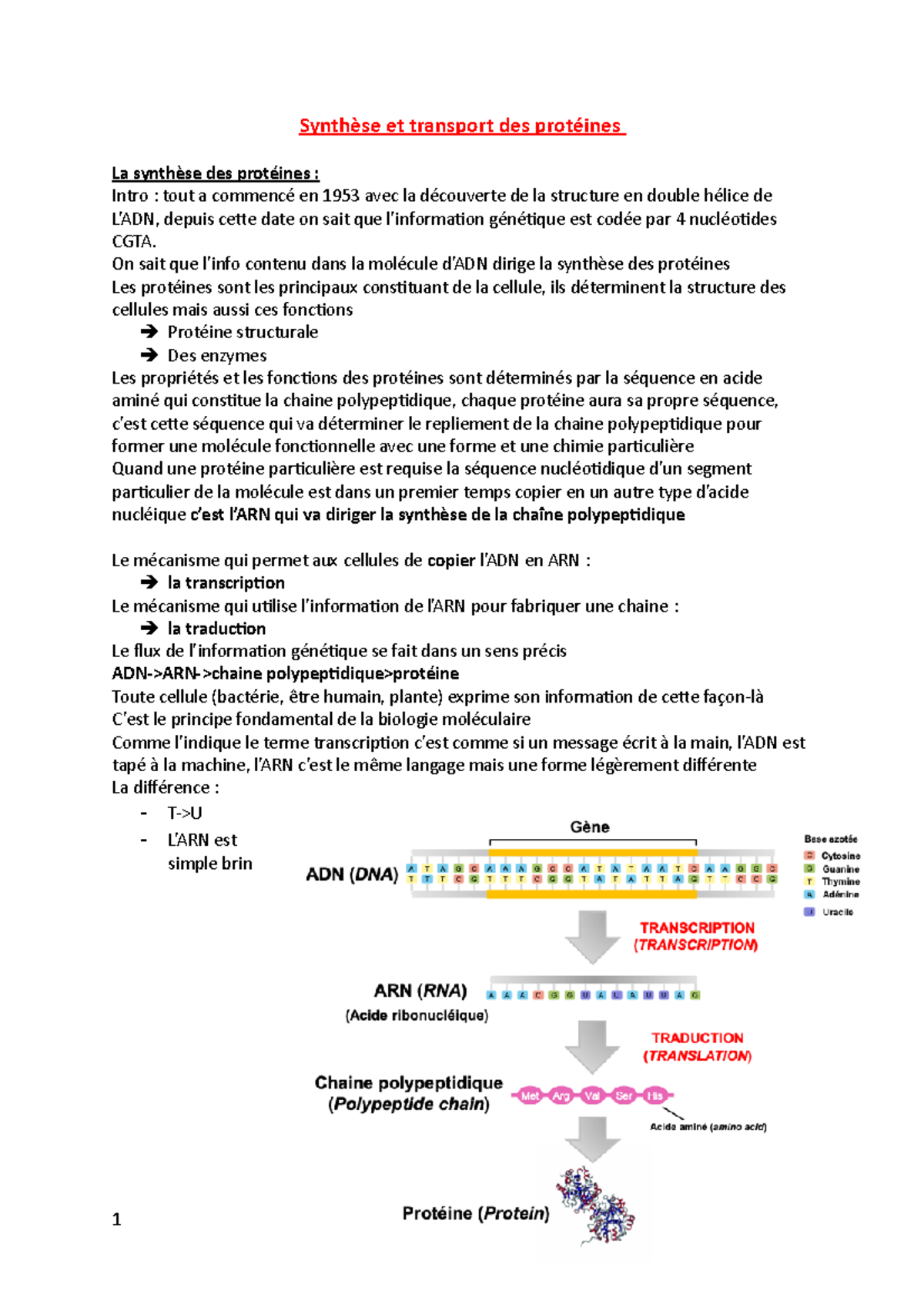 Chap3 - resume - Synthèse et transport des protéines La synthèse des ...