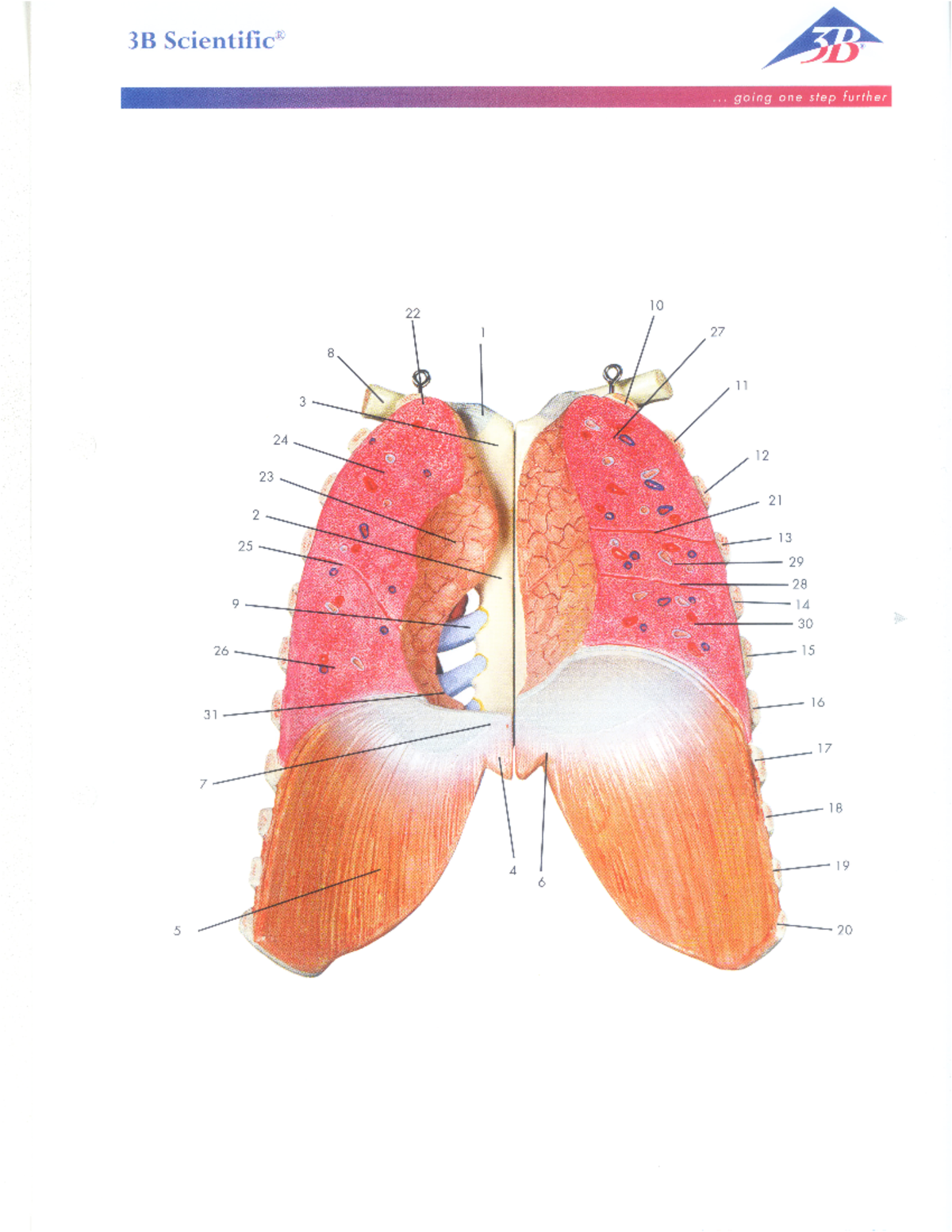 Torso Model Labels part 2 - 3R 3B Scientific R going one step further ...
