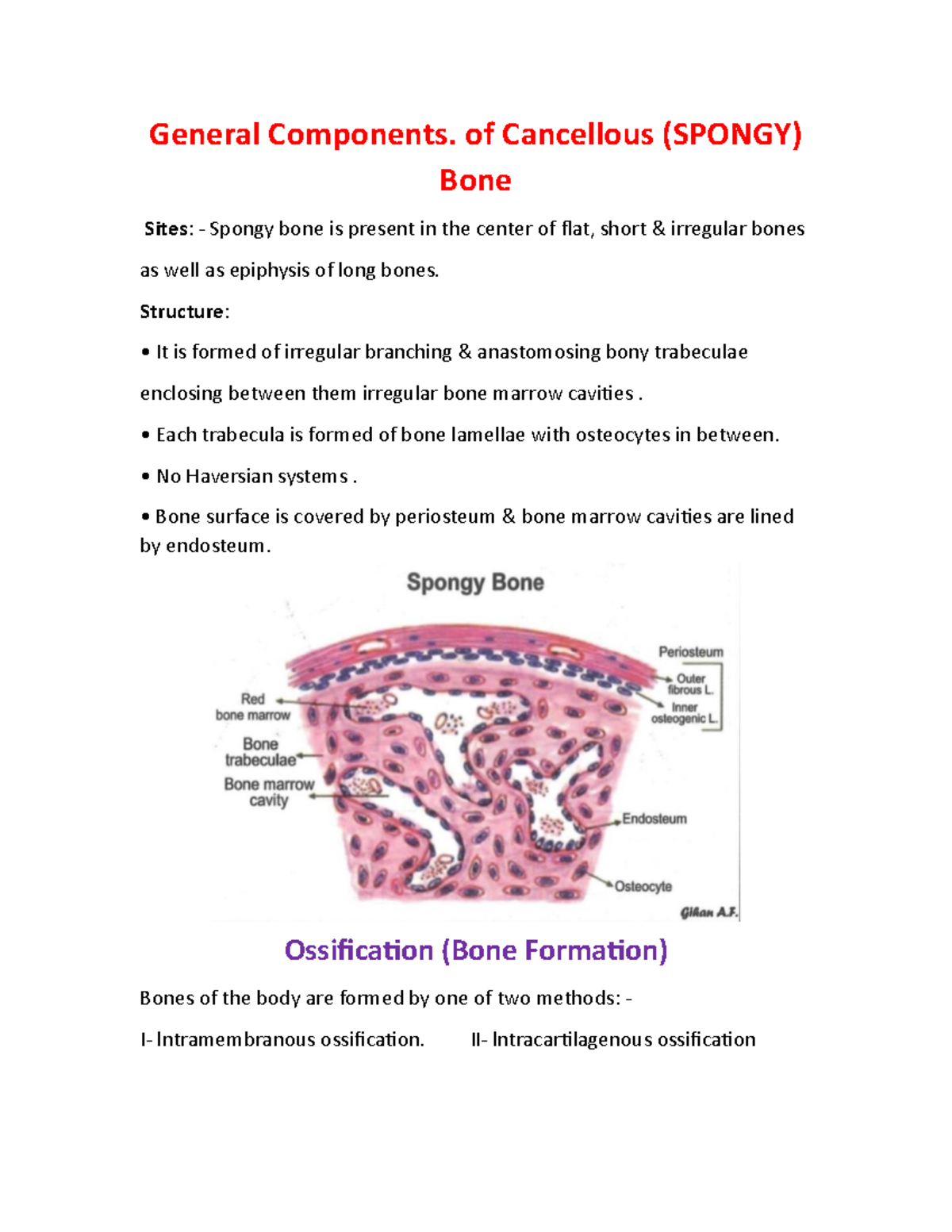 General Components 28 - of Cancellous (SPONGY) Bone Sites: - Spongy ...
