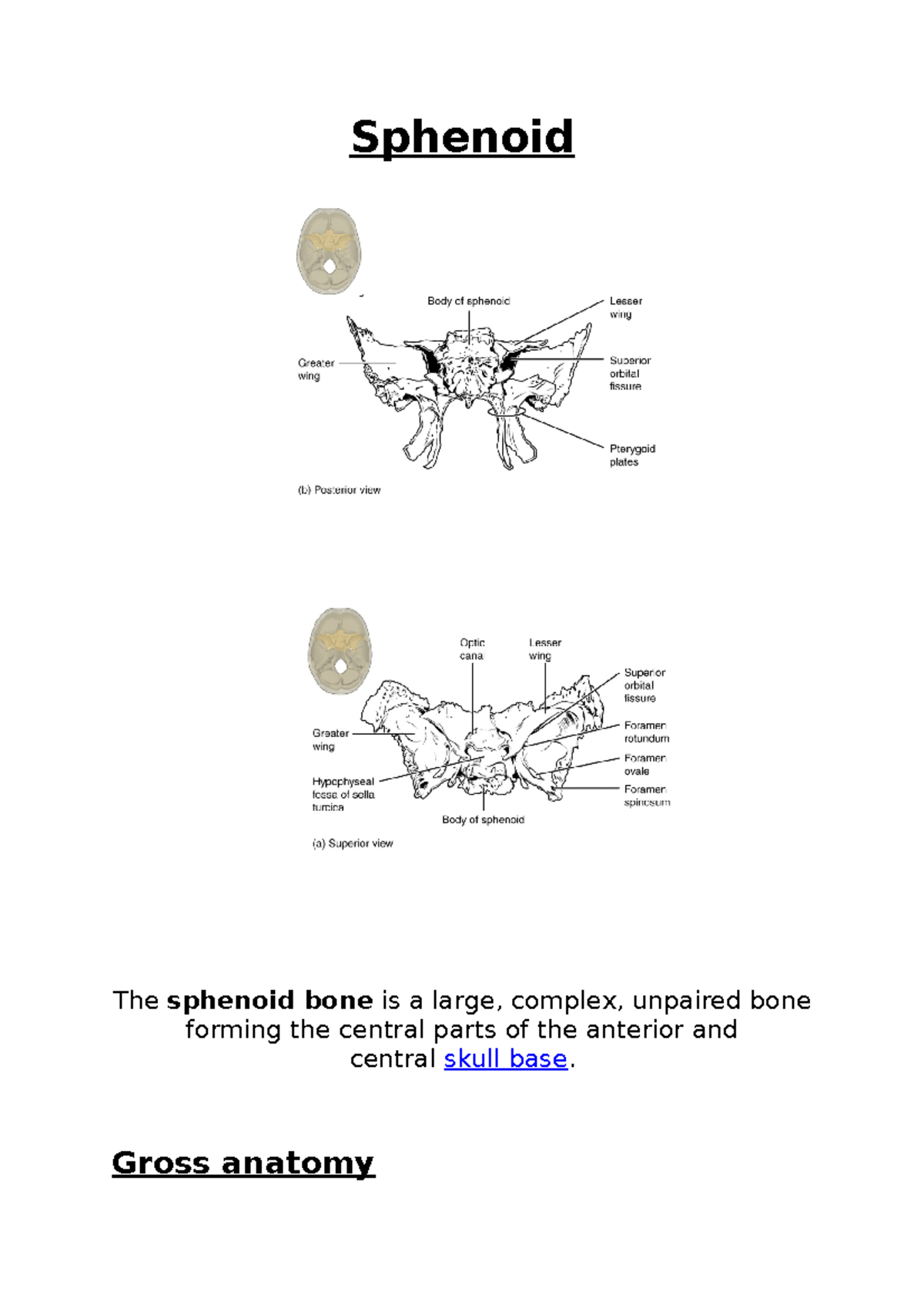 Cranial Bones - Sphenoid Bone - Sphenoid The sphenoid bone is a large ...