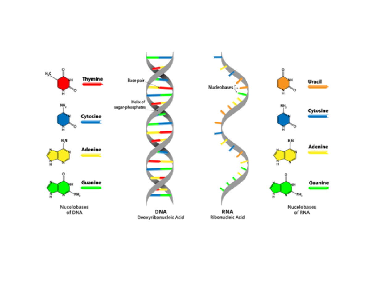 DS - Structure of DNA RNA - DNA- Strand 1 DNA Strand 2 C T G A C A DNA ...