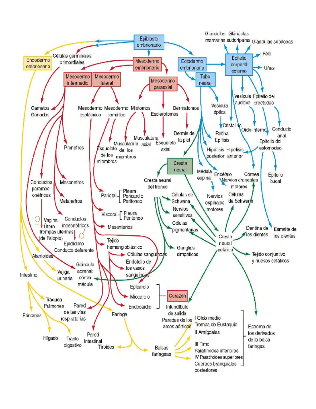 Cuadro de las 3 capas germinativas y sus derivaciones - Embriologia ...