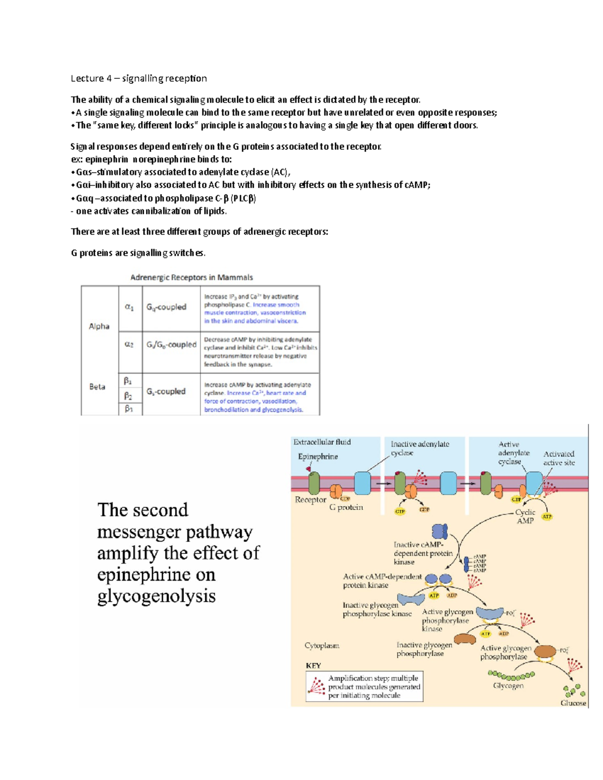 Lecture 4 signal reception - 224 - U of S - Studocu