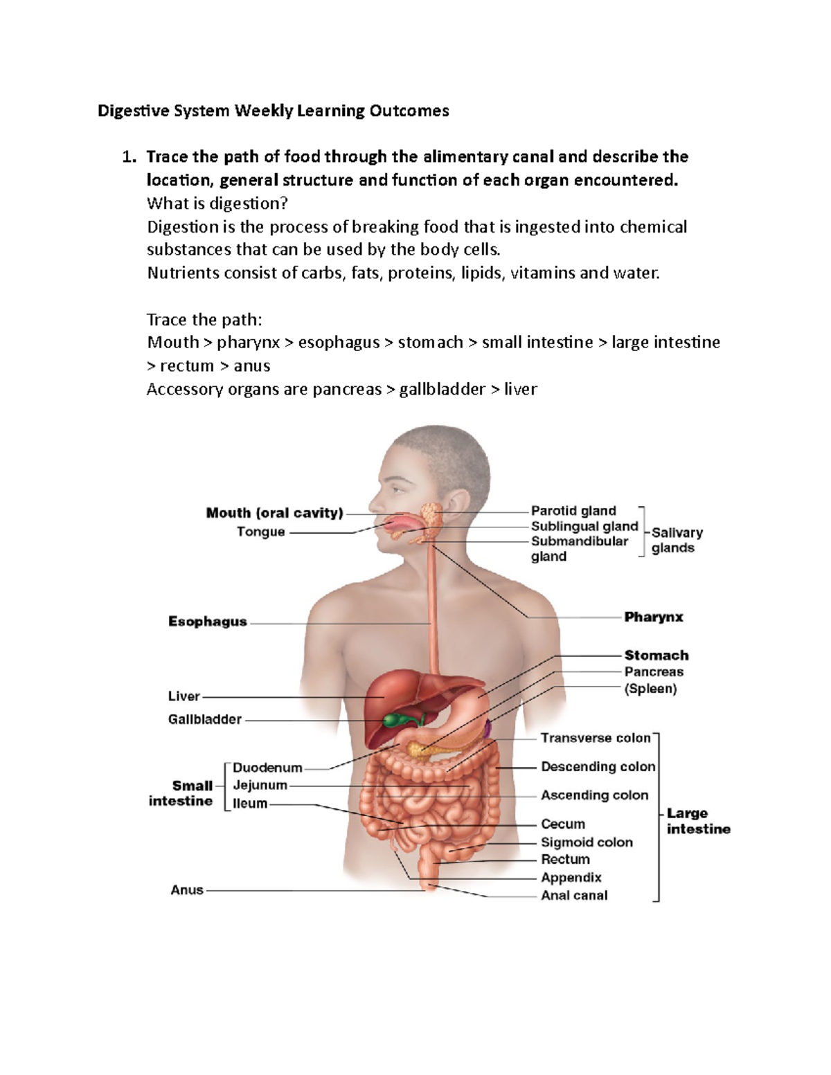 Digestive System Weekly Learning Outcomes - Trace the path of food ...
