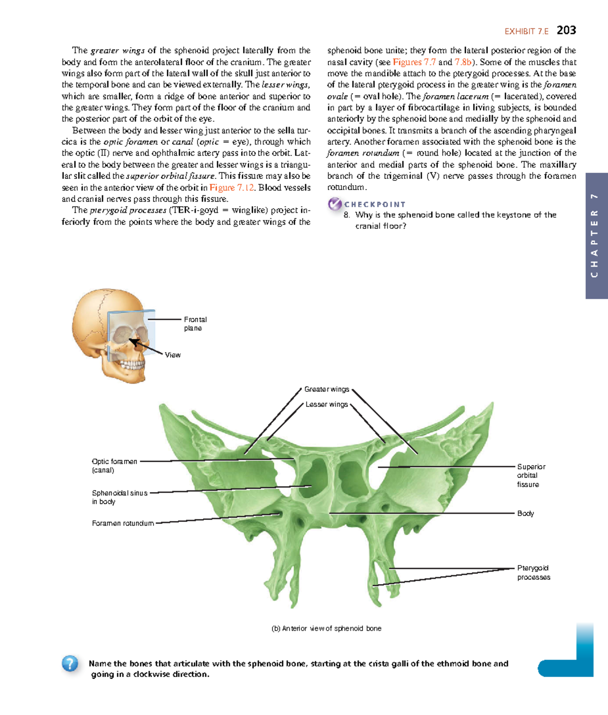 Anatomyand Physiology-79 - C H A P T E R 7 EXHIBIT 7 203 The greater ...