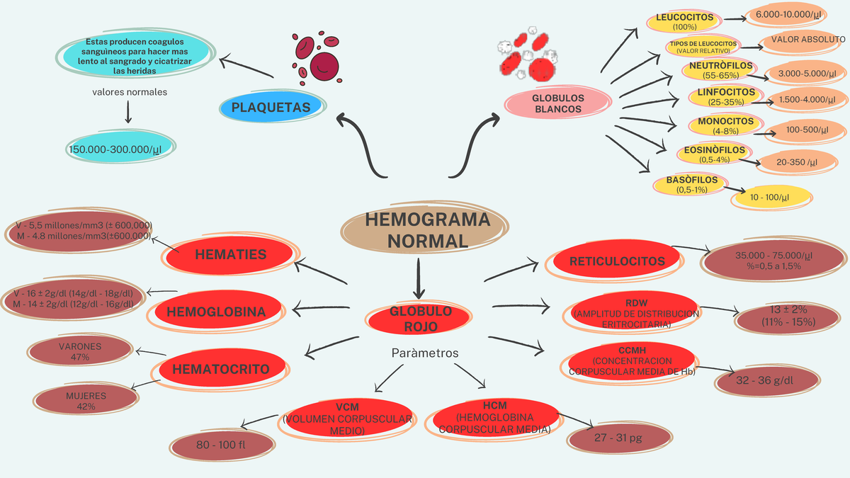 Hemograma normal y correlacion - LEUCOCITOS (100%) Paràmetros VCM ...