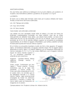 Embriología del ojo - Summary Oftalmología - OJO Copa óptica y vesícula ...