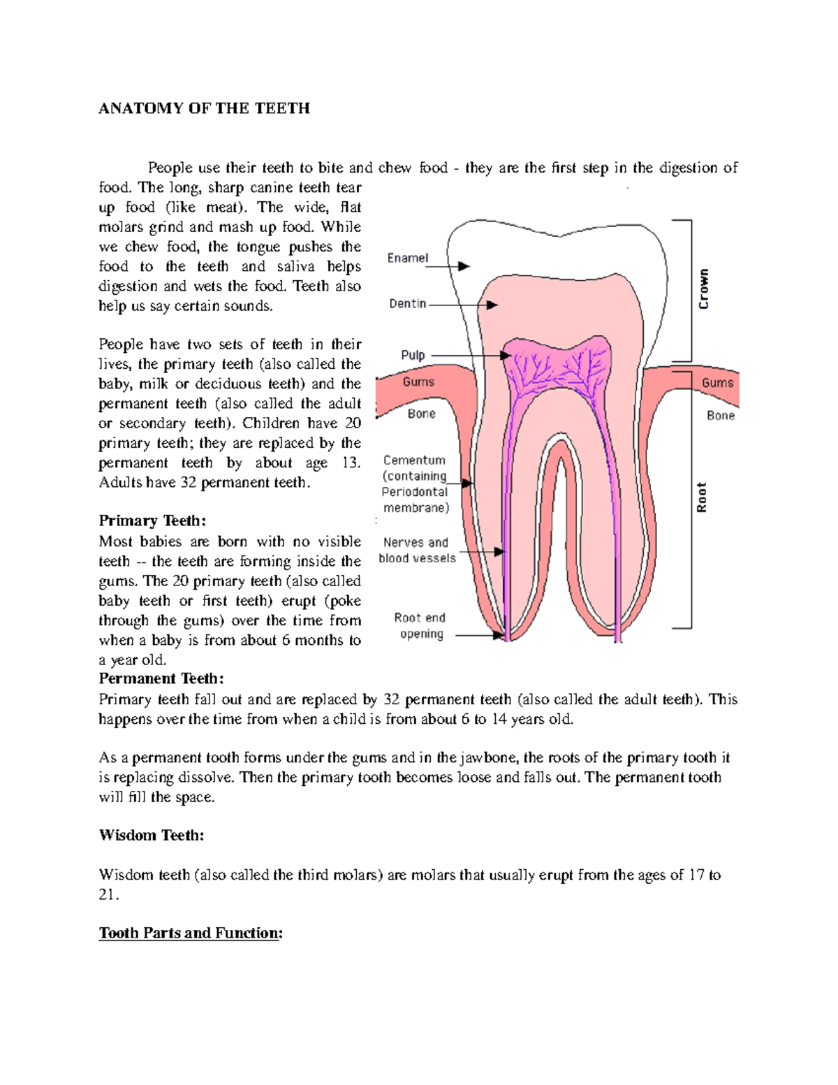 Anatomy of the teeth - ANATOMY OF THE TEETH People use their teeth to ...