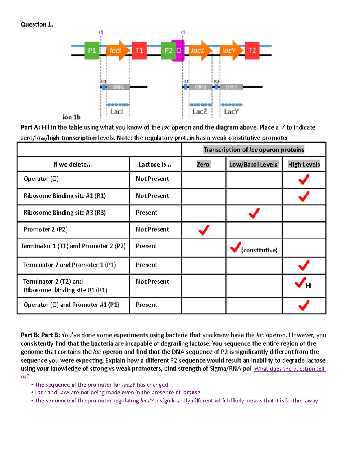 Lac Operon Practice Question Key - Question 1. Part A: Fill in the ...