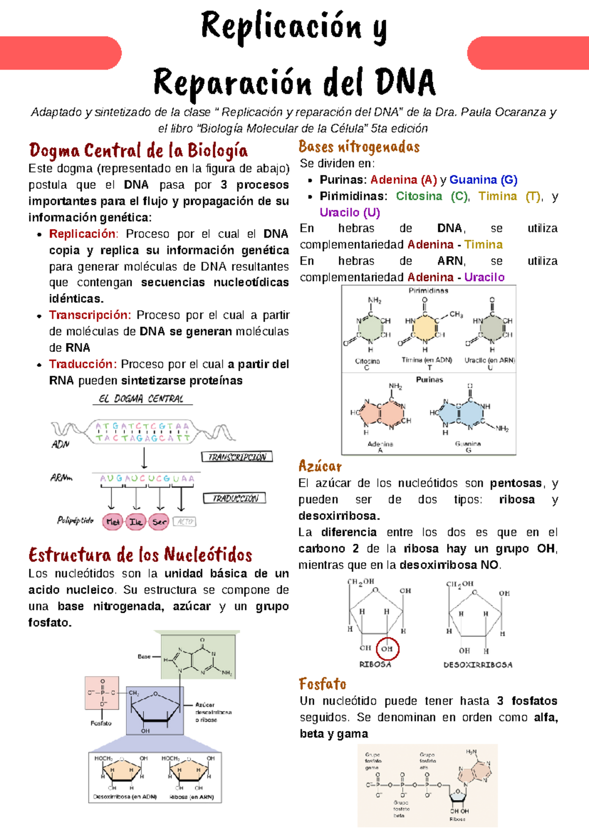 Apunte Replicacion y Reparacion del ADN - Replicación y Reparación del DNA Adaptado y ...