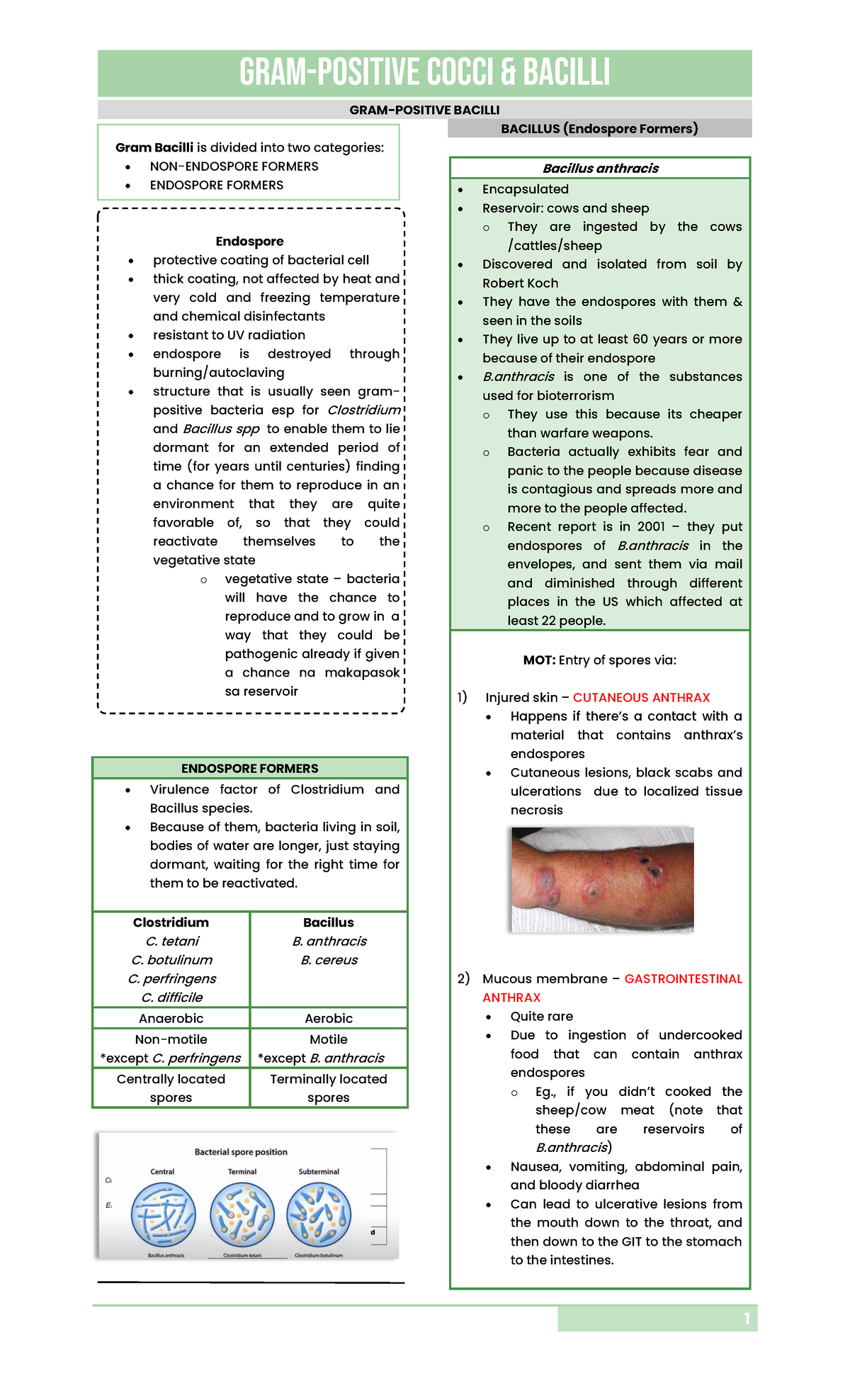 2 Gram-Positive Bacilli - clinically significant bacteria (Unit 2 ...