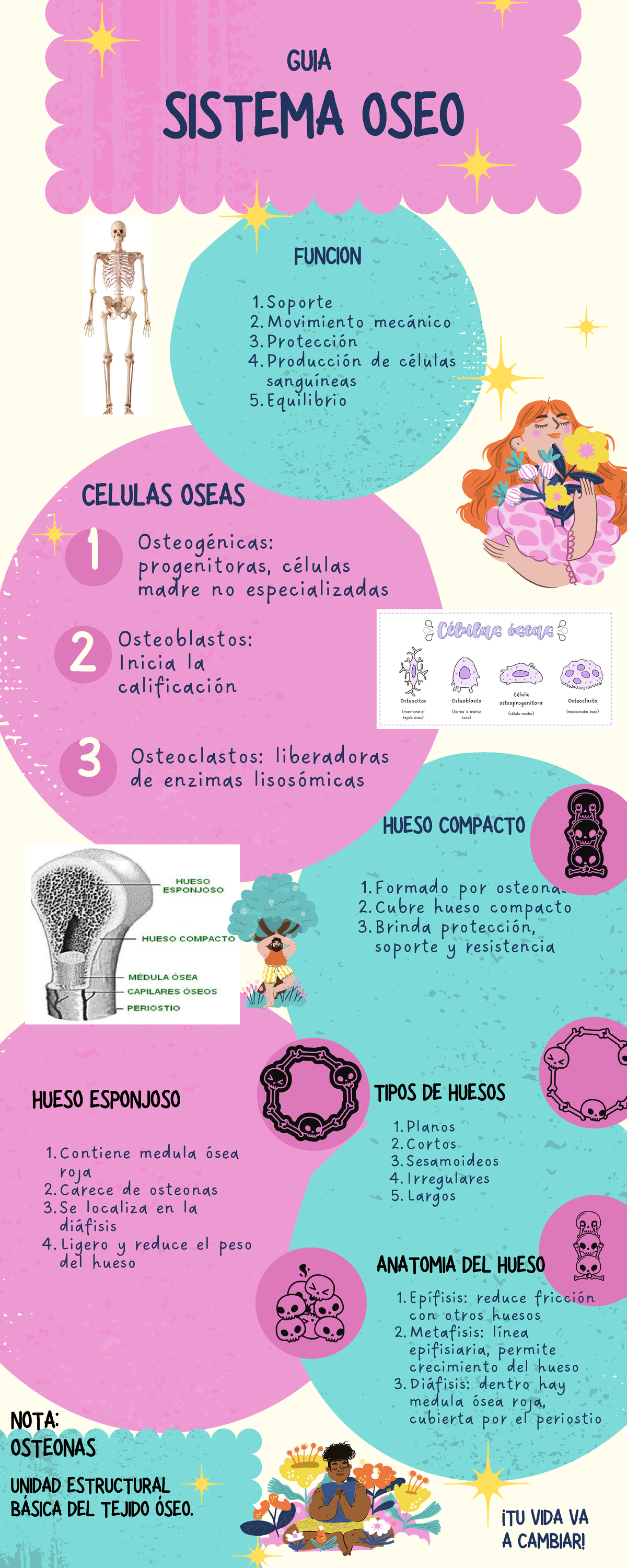 GUIA Anatomia 02 - SISTEMA OSEO GUIA Formado por osteonas Cubre hueso ...