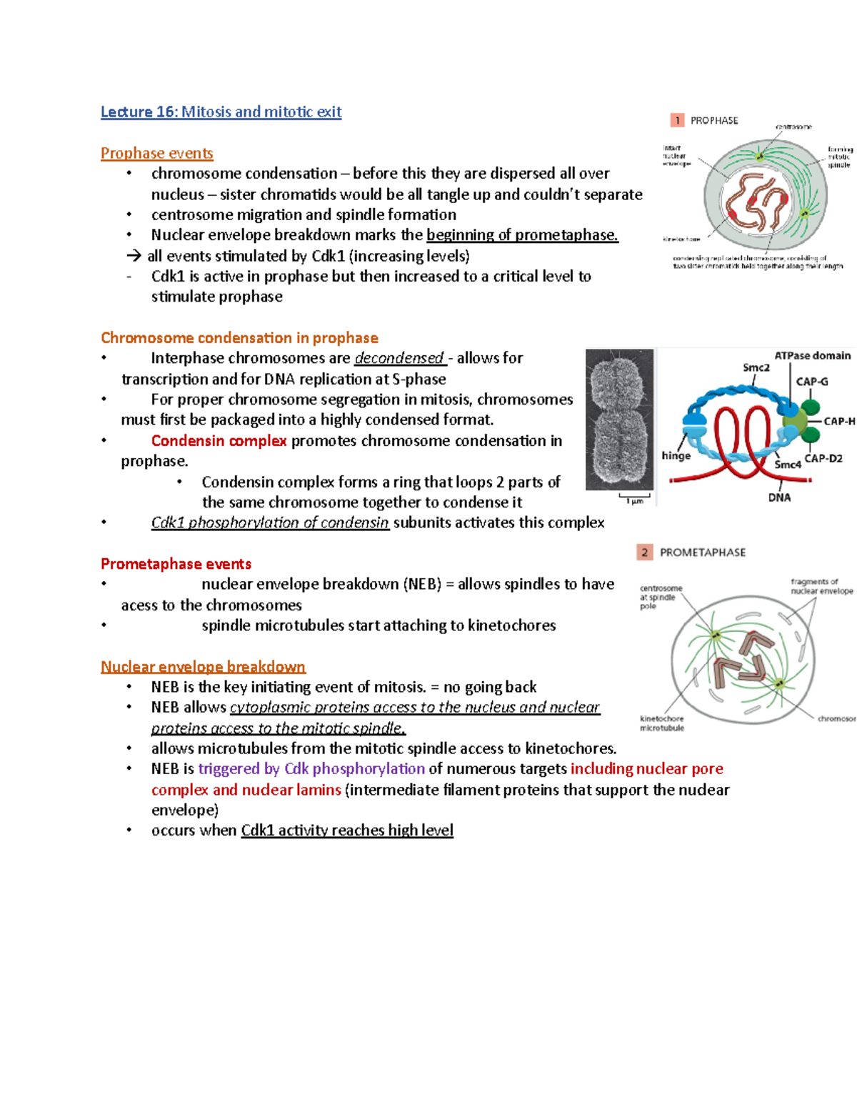 Mitosis and Mitotic Exit - Lecture 16 : Mitosis and mitoic exit ...