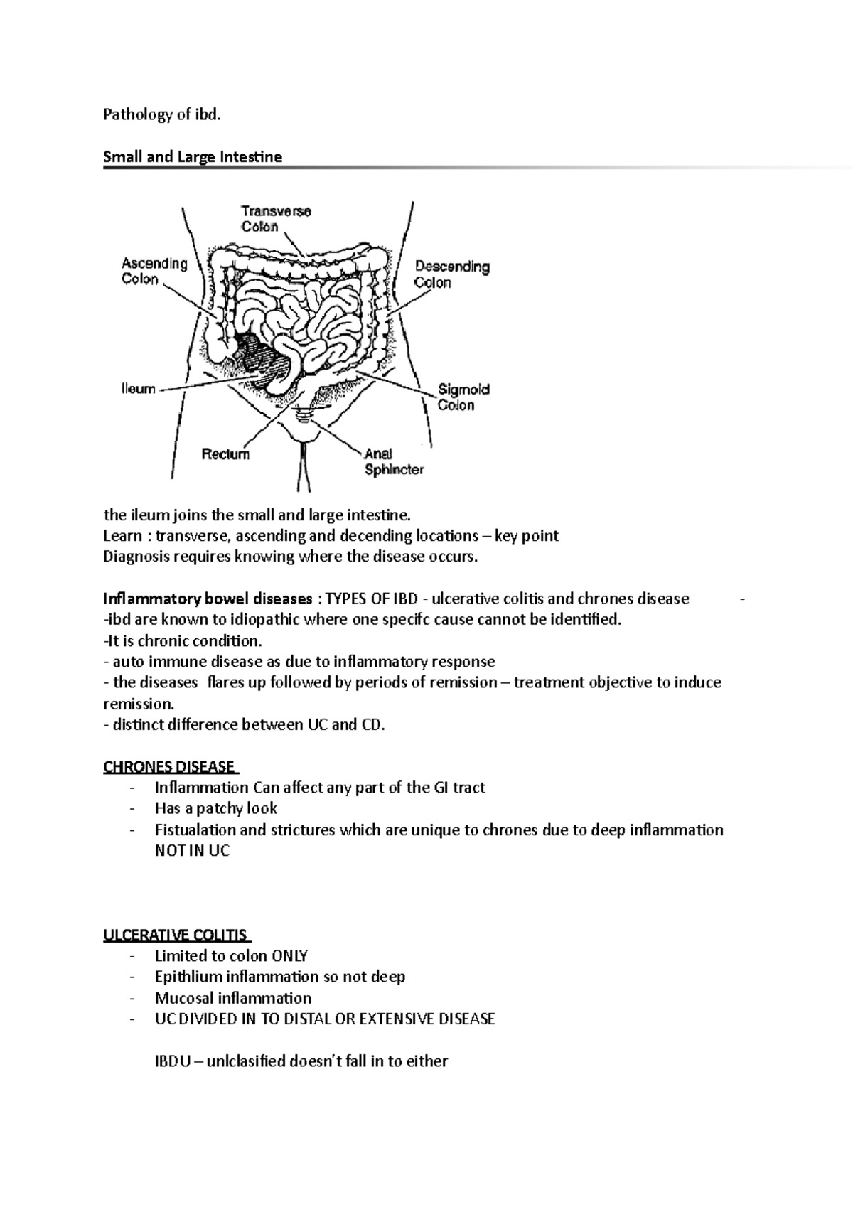 Pathology of ibd l2 - Small and Large Intestine the ileum joins the ...