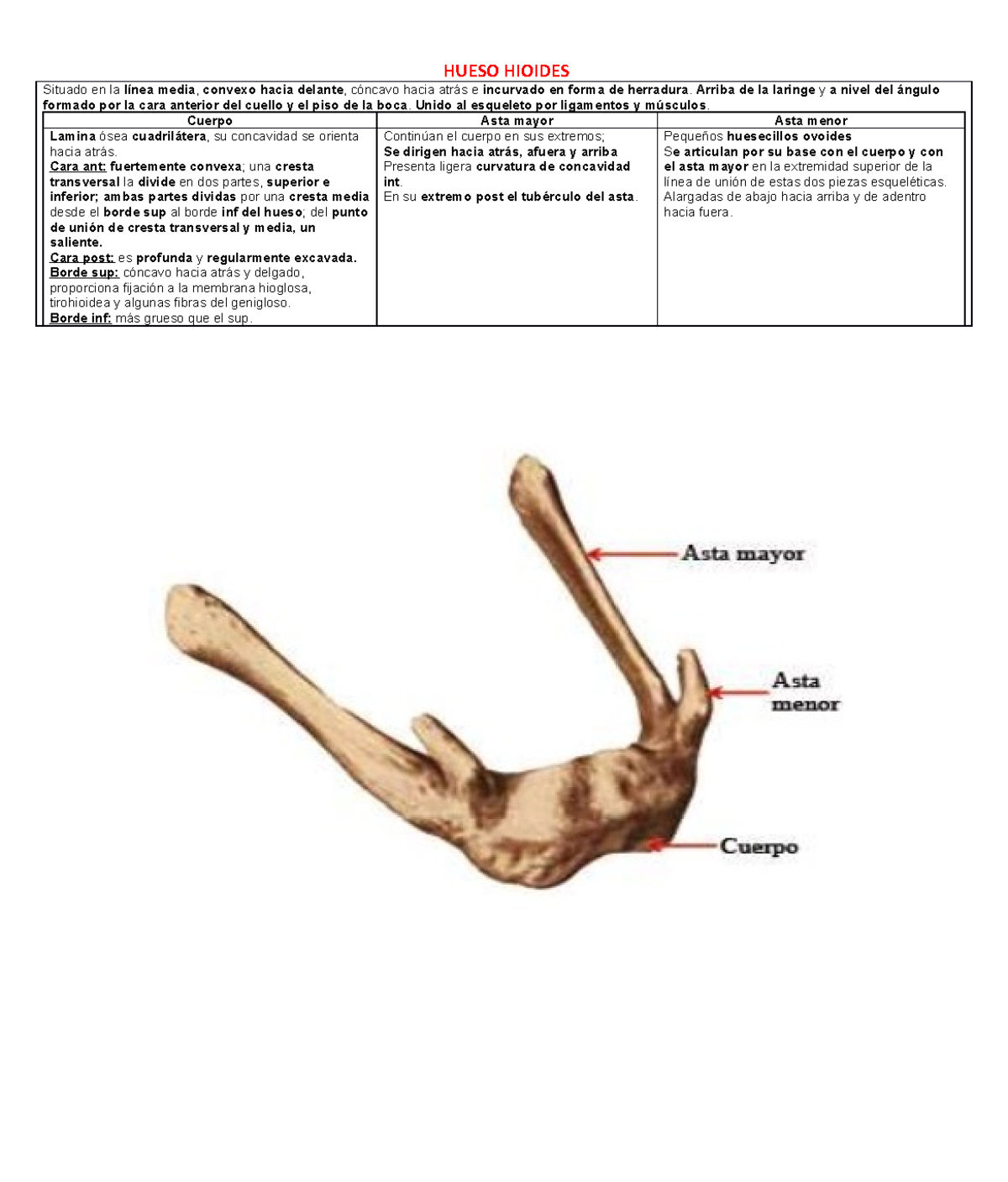 Cuello Completo - Resumen de Anatomia Kinesiologia 2do Parcial - HUESO ...