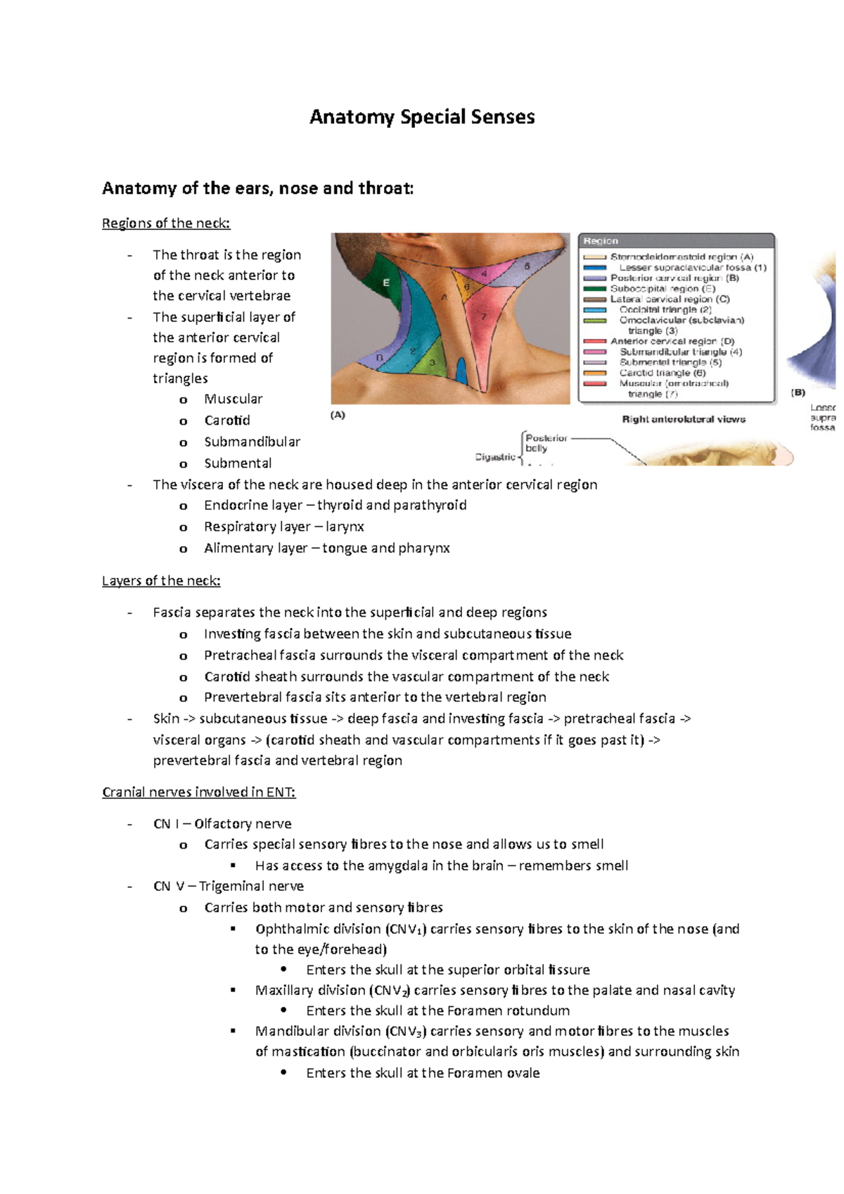 Anatomy Special Senses - Anatomy Special Senses Anatomy of the ears ...