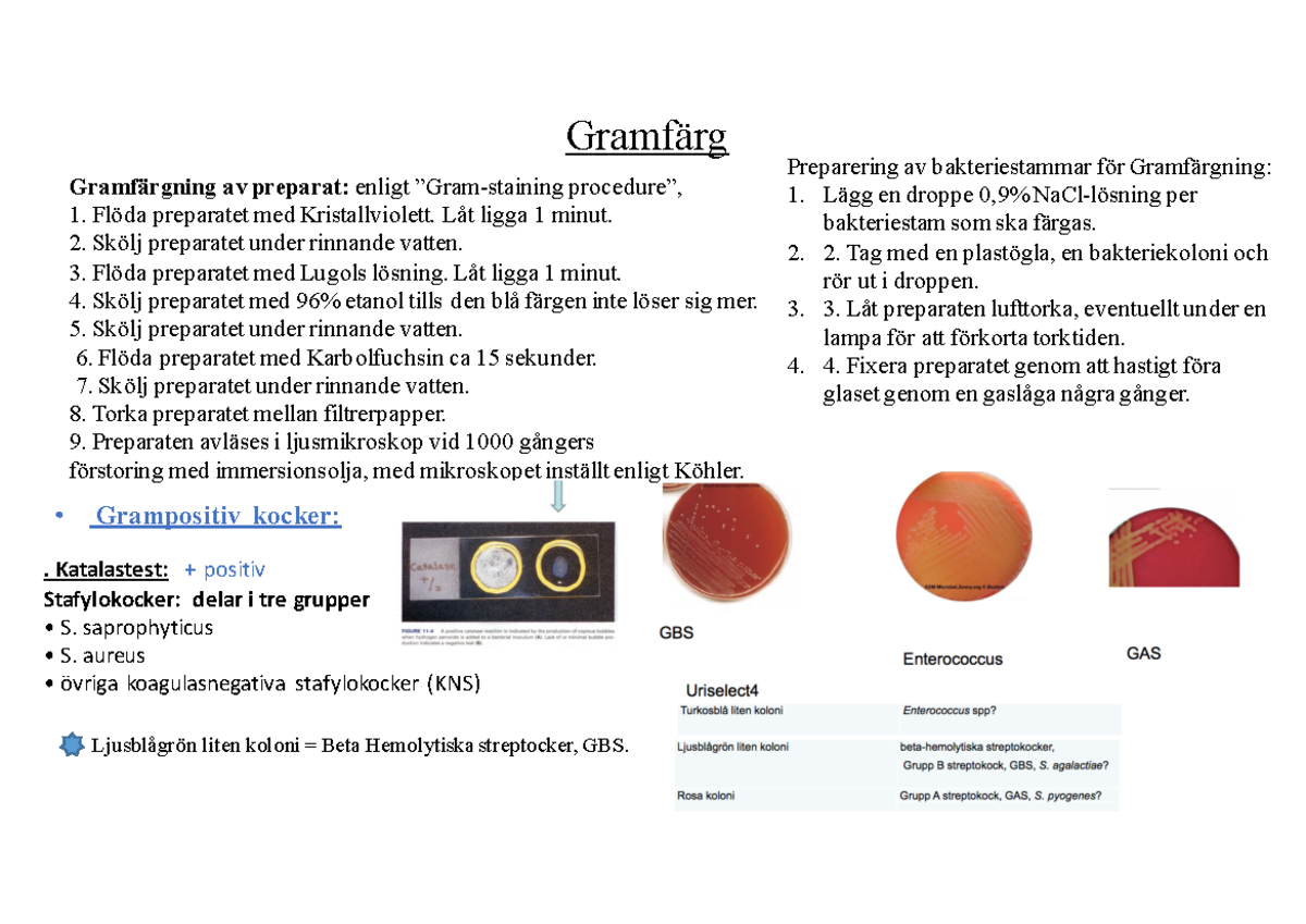Gramfärga Backteria PDF - Gramfärg Grampositiv kocker: . Katalastest ...