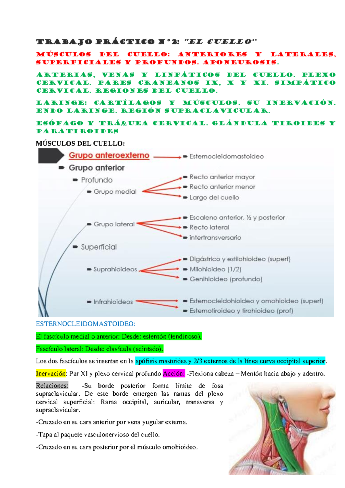 TP2 MÚ Sculos Cuello - Resumen Rouvière, H., Anatomía Humana Descriptiva, topográfica y ...