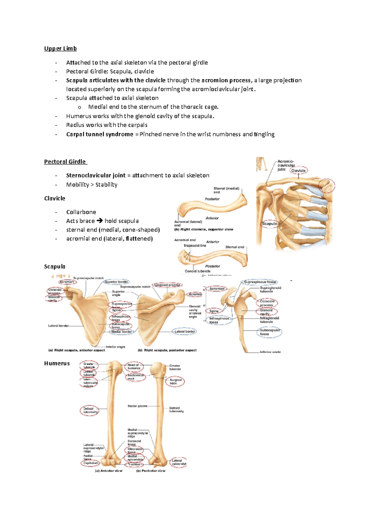 Week 2 Anatomy System 1 - Upper Limb Attached to the axial skeleton via ...