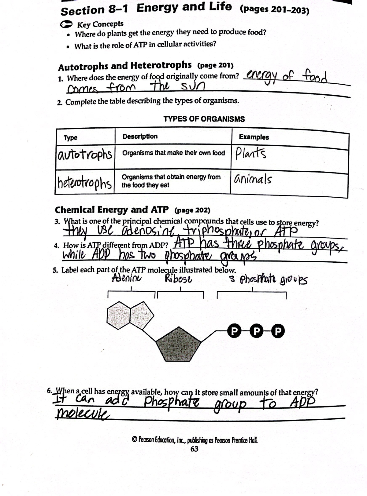 Section 8-1 Energy and Life WKST - Studocu