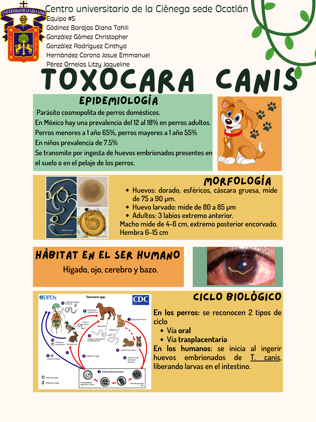 Toxocara Canis