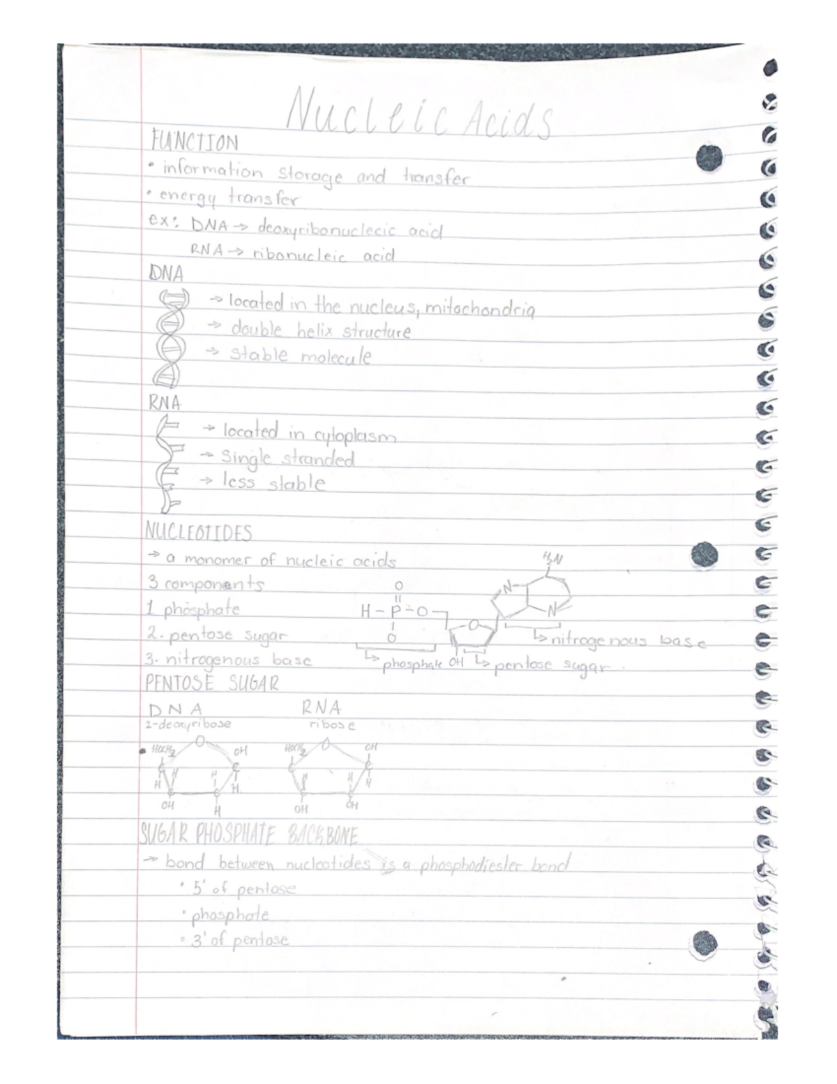 Nucleic acids in cells - Studocu