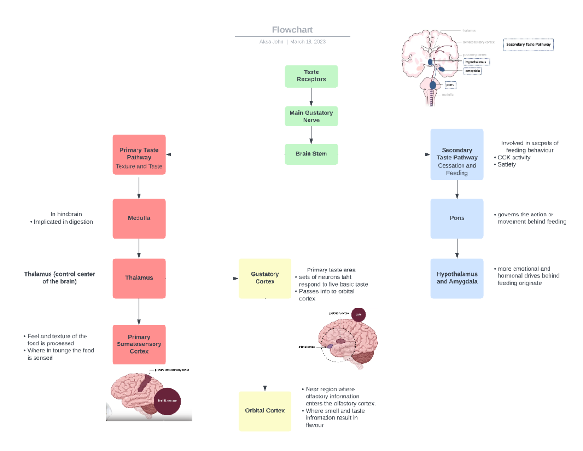 Taste flowchart - PSYCH 1XX3 - Studocu