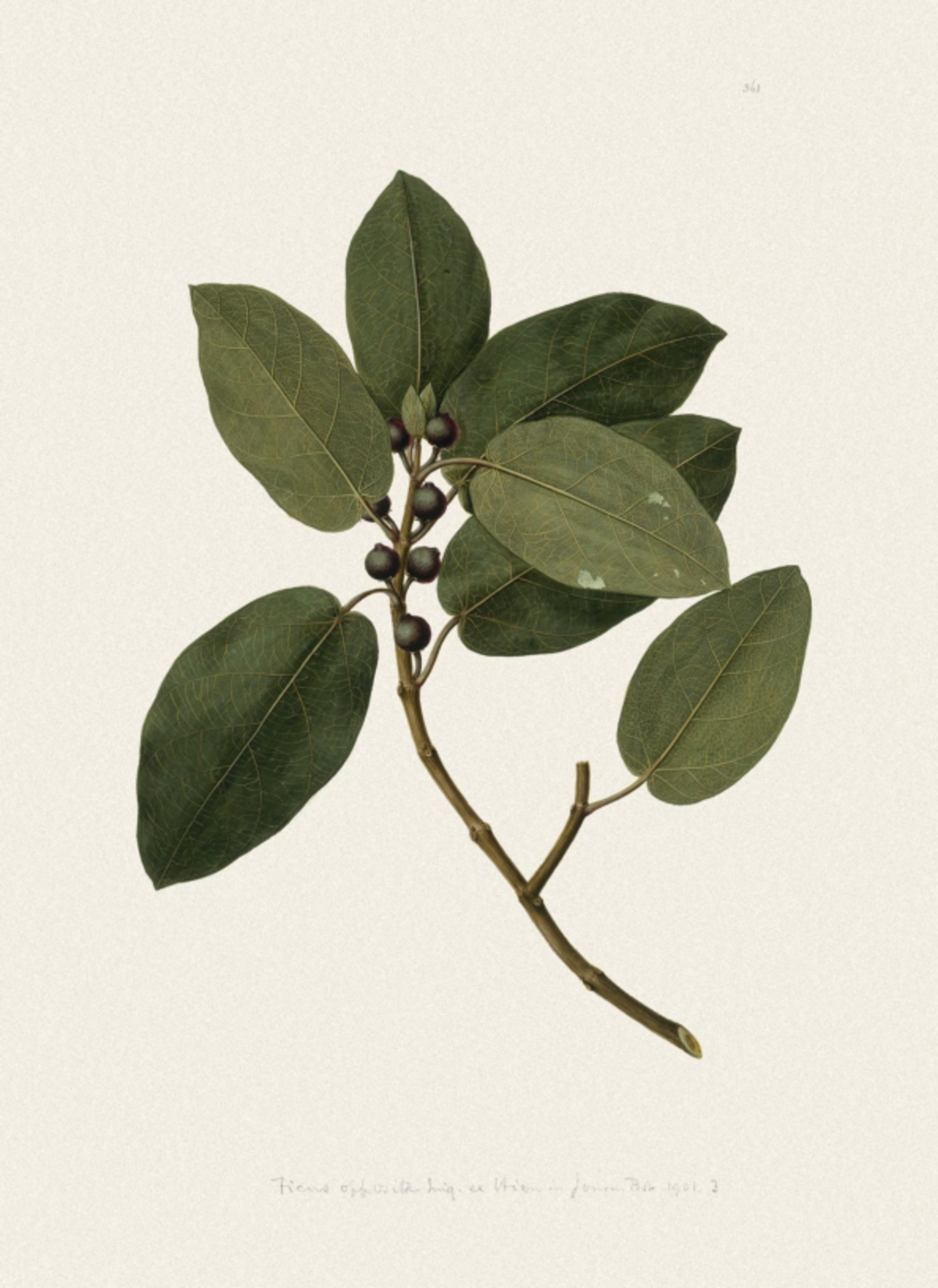 Botany and Taxonomy - TAXONOMY BOTANY BOTANY TAXONOMYTAXONOMY TAXONOMY ...