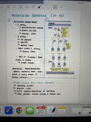 Genetics Review - BIOL 230 - Studocu