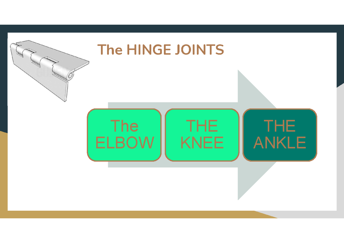 Lesson 2 - Applied Anatomy - Synovial Joints - Hinge and Ball and ...