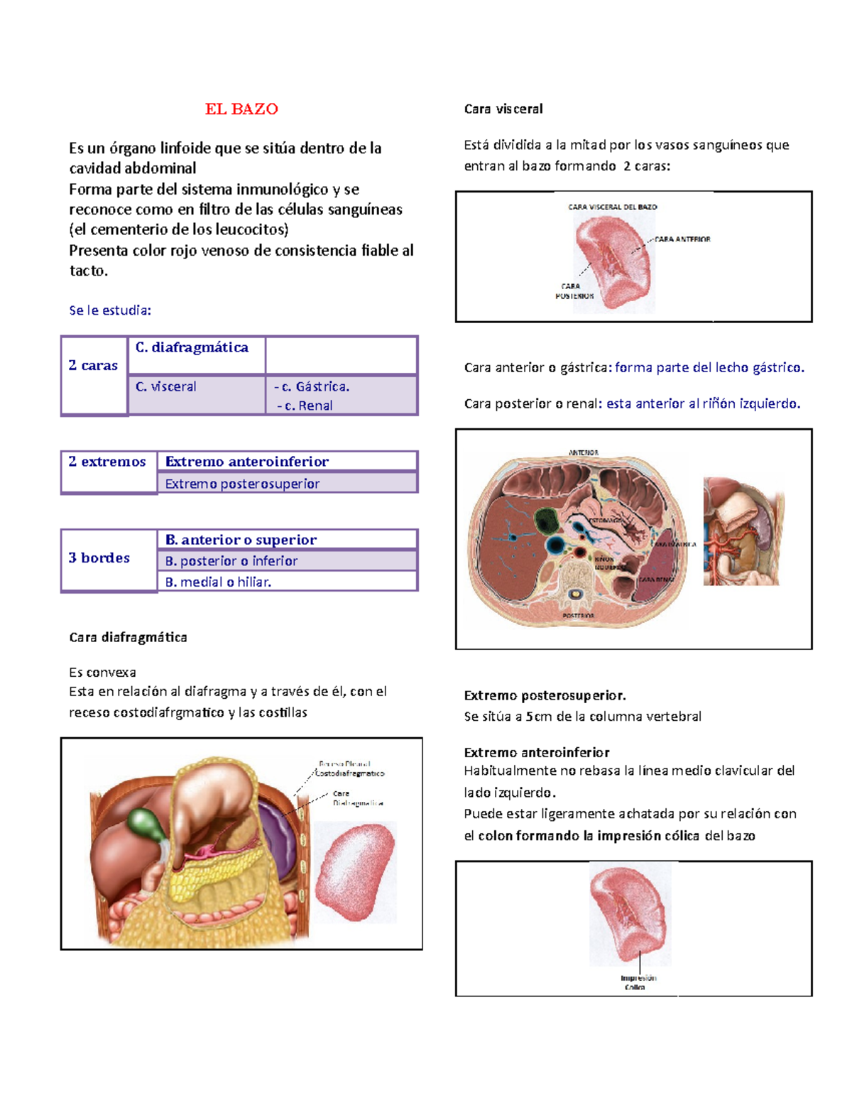 Resumen bazo - Anatomía humana - EL BAZO Es un órgano linfoide que se ...