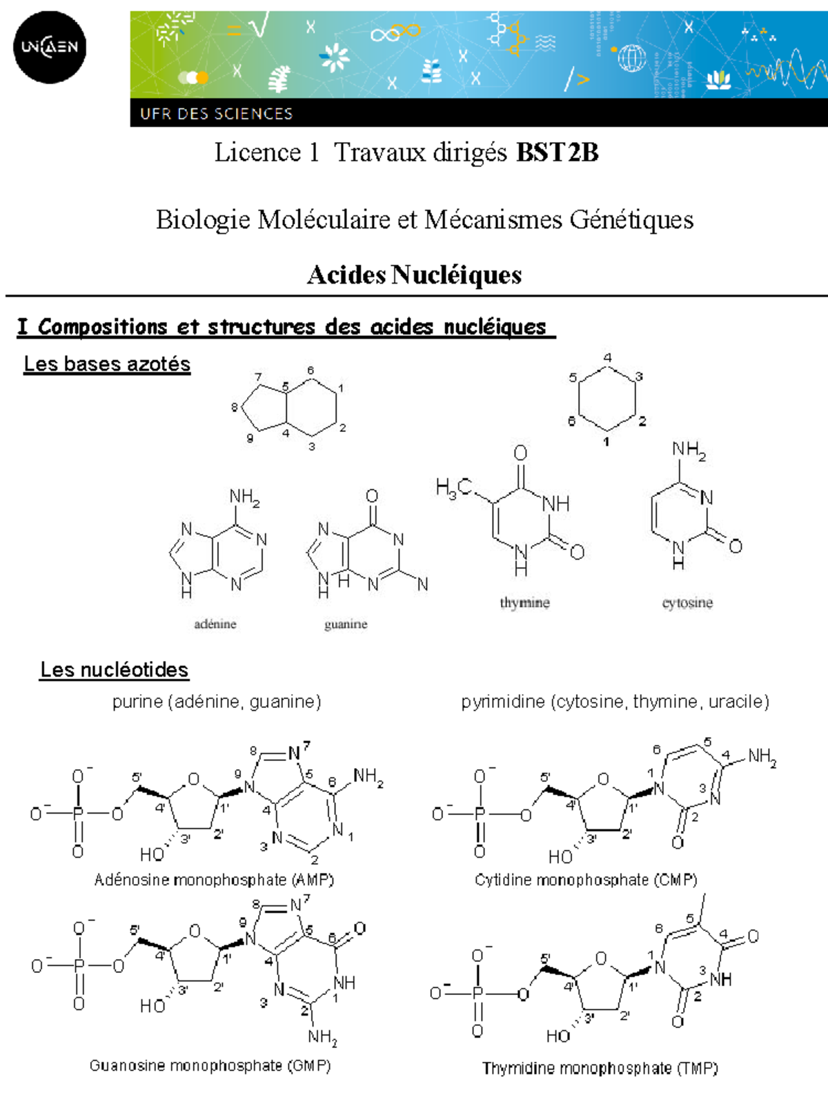 Acides nucléiques (ADN, ARN), Biochimie - Les bases azotés purine ...