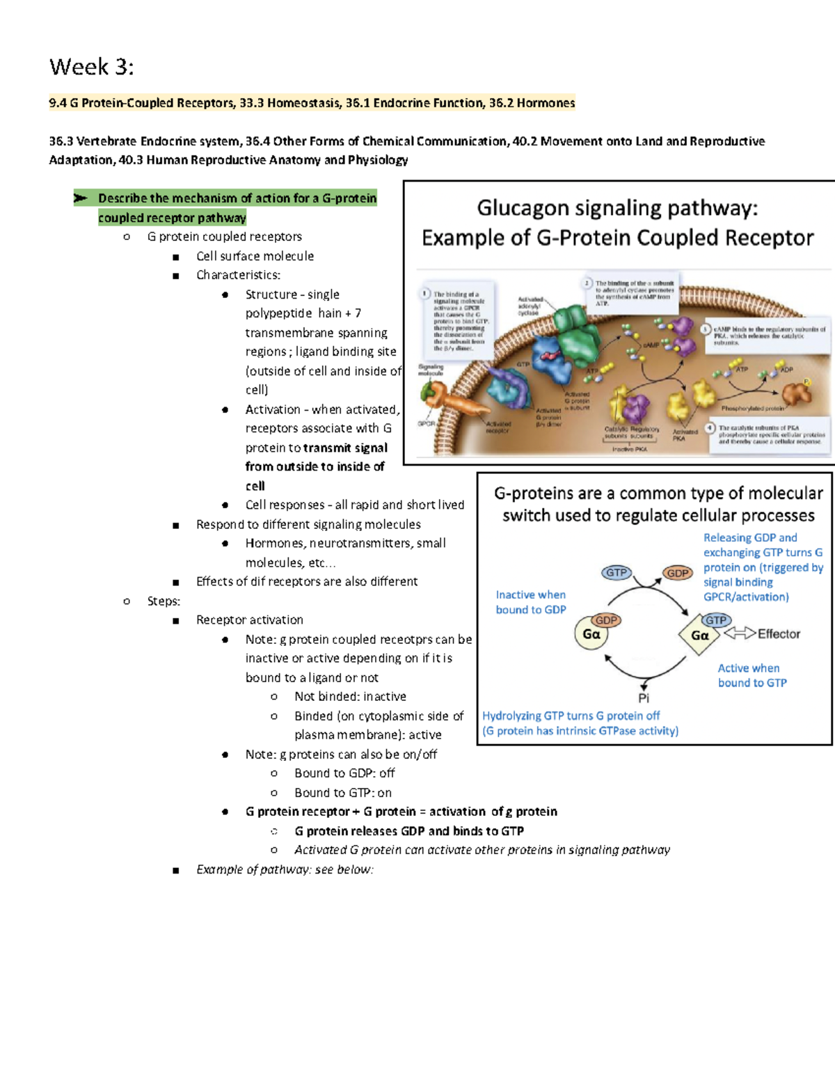 LS 7C - week 3 notes - Dr. K - Week 3: 9 G Protein-Coupled Receptors ...