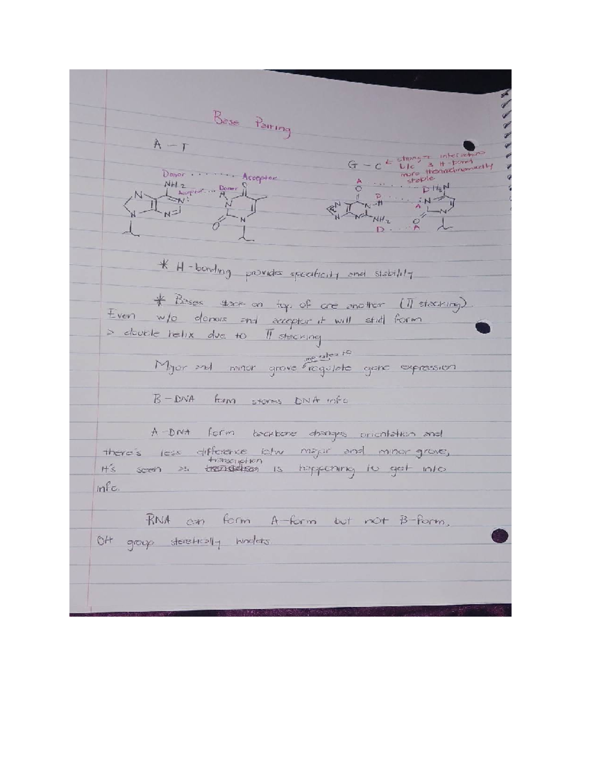 Base pairing biochem I - CHEM 4334 - Studocu