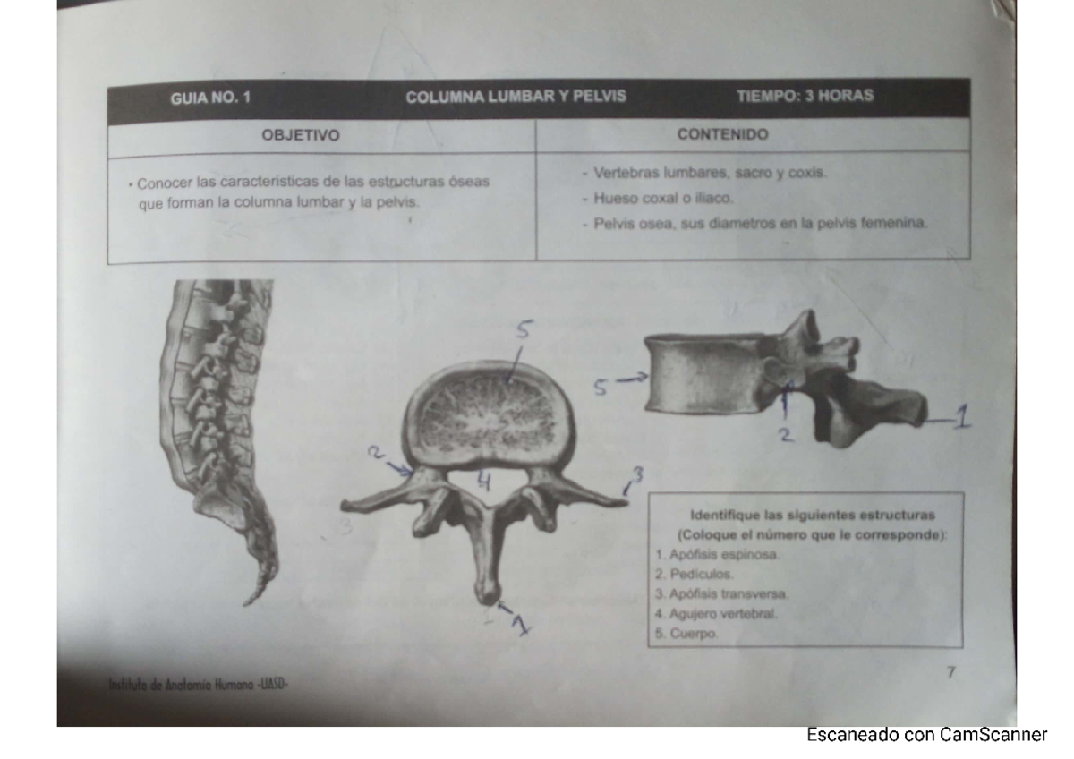 Manual Lab Anatomia II - Anatomia Humana - Studocu
