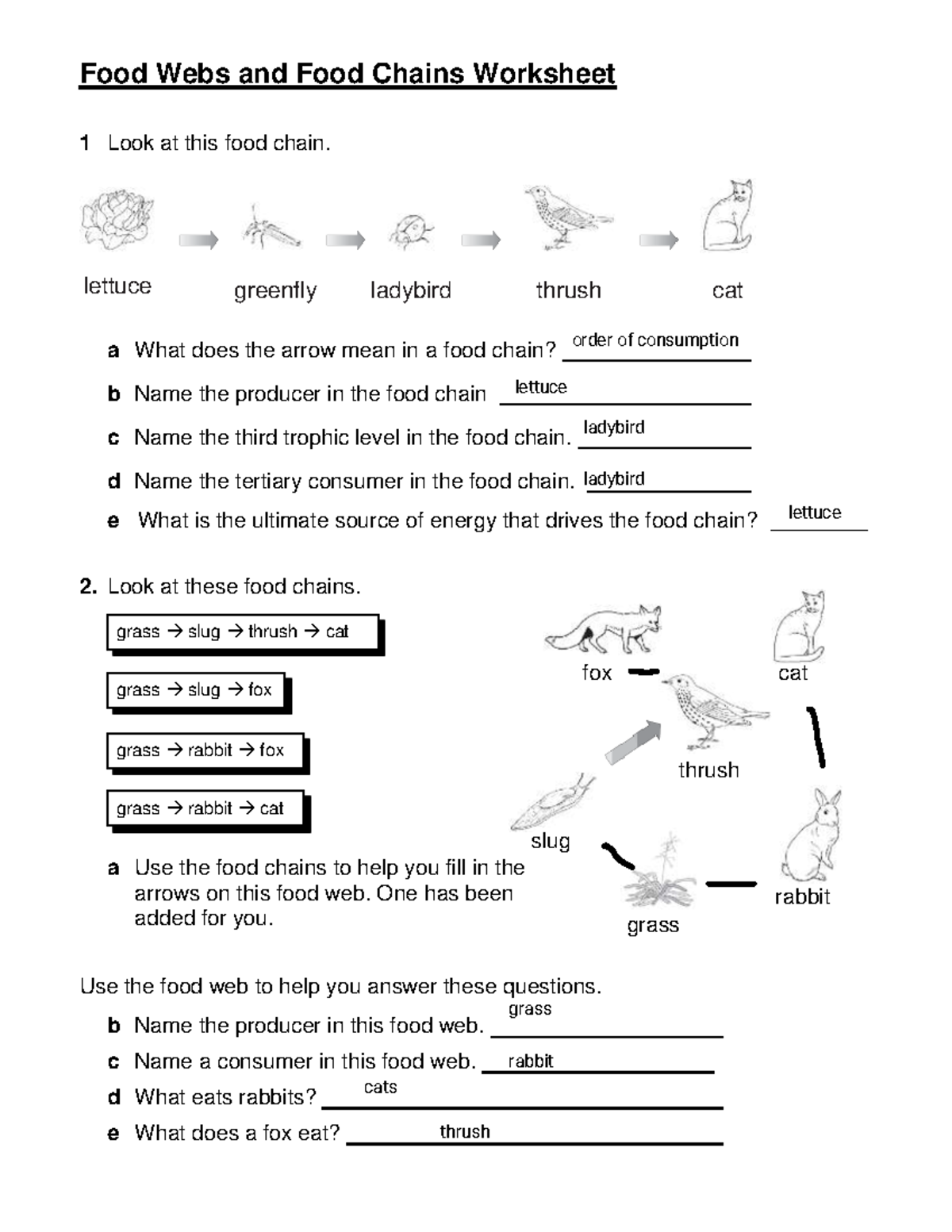 Food Webs and Food Chains Worksheet - lettuce greenfly ladybird thrush ...