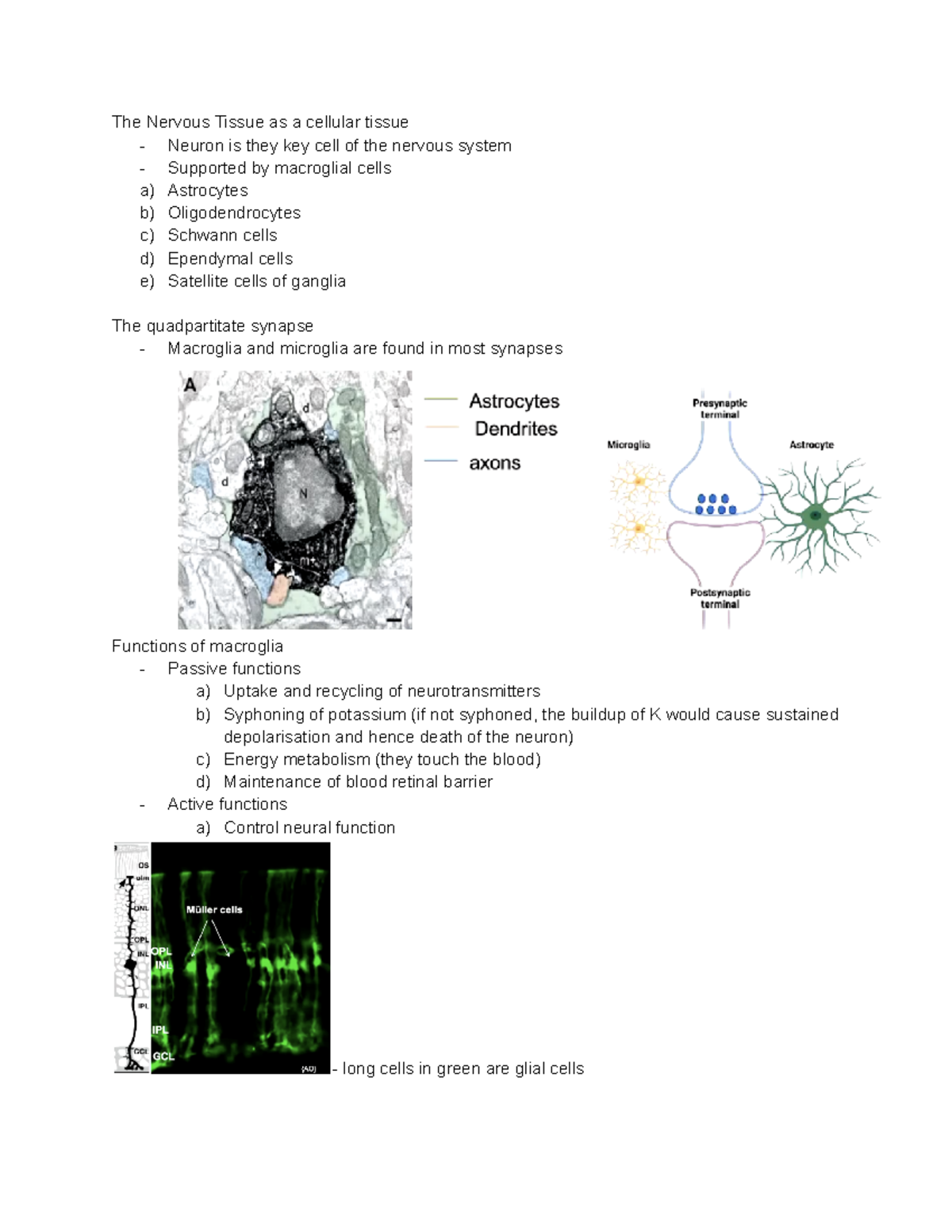 Advanced physiology (Phys30010) lec 2.1 - The Nervous Tissue as a ...