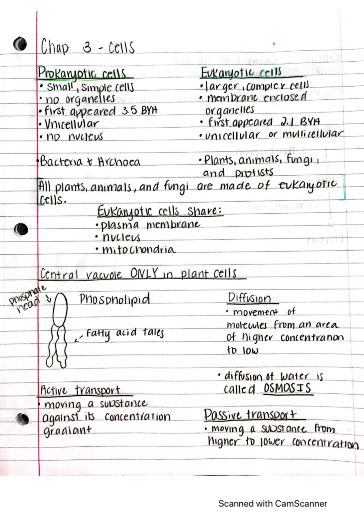 Chap 3- cells - BIO 104 - Studocu