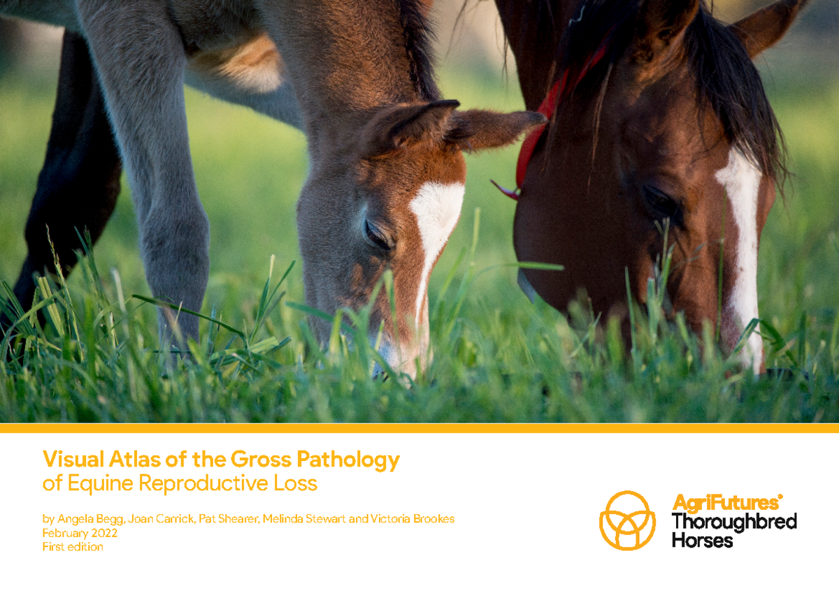 Visual Atlas Gross Pathology - Visual Atlas of the Gross Pathology of ...