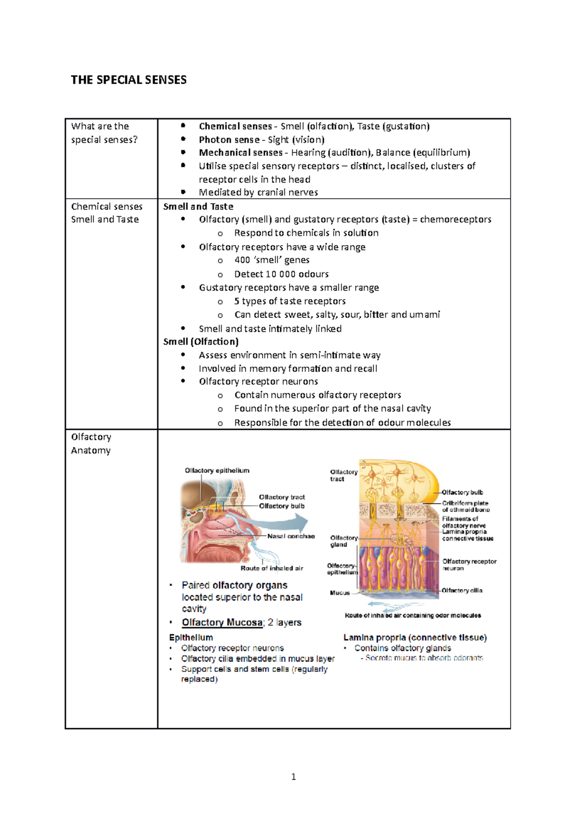9. The Special Senses - lecture from week 9 . human anatomy and ...
