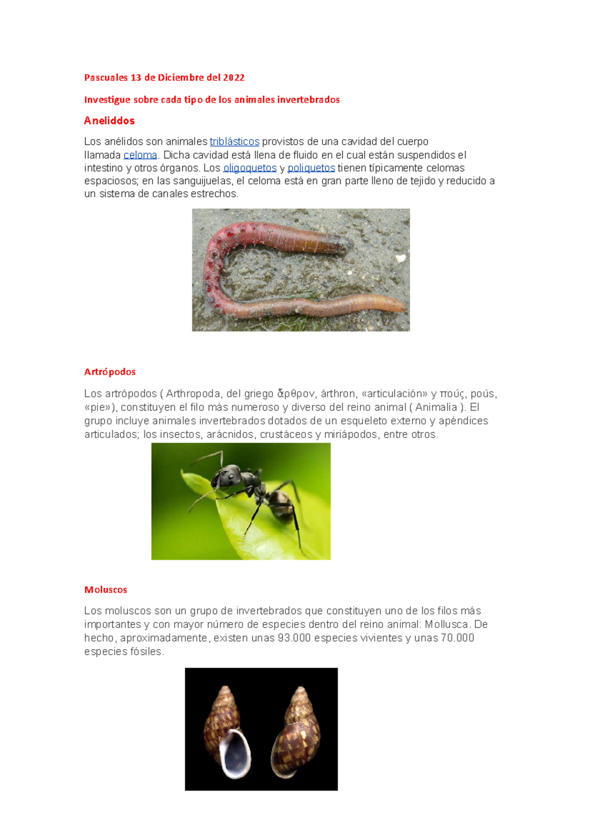 Animales Invertebrados - Pascuales 13 de Diciembre del 2022 Investigue sobre cada tipo de los ...