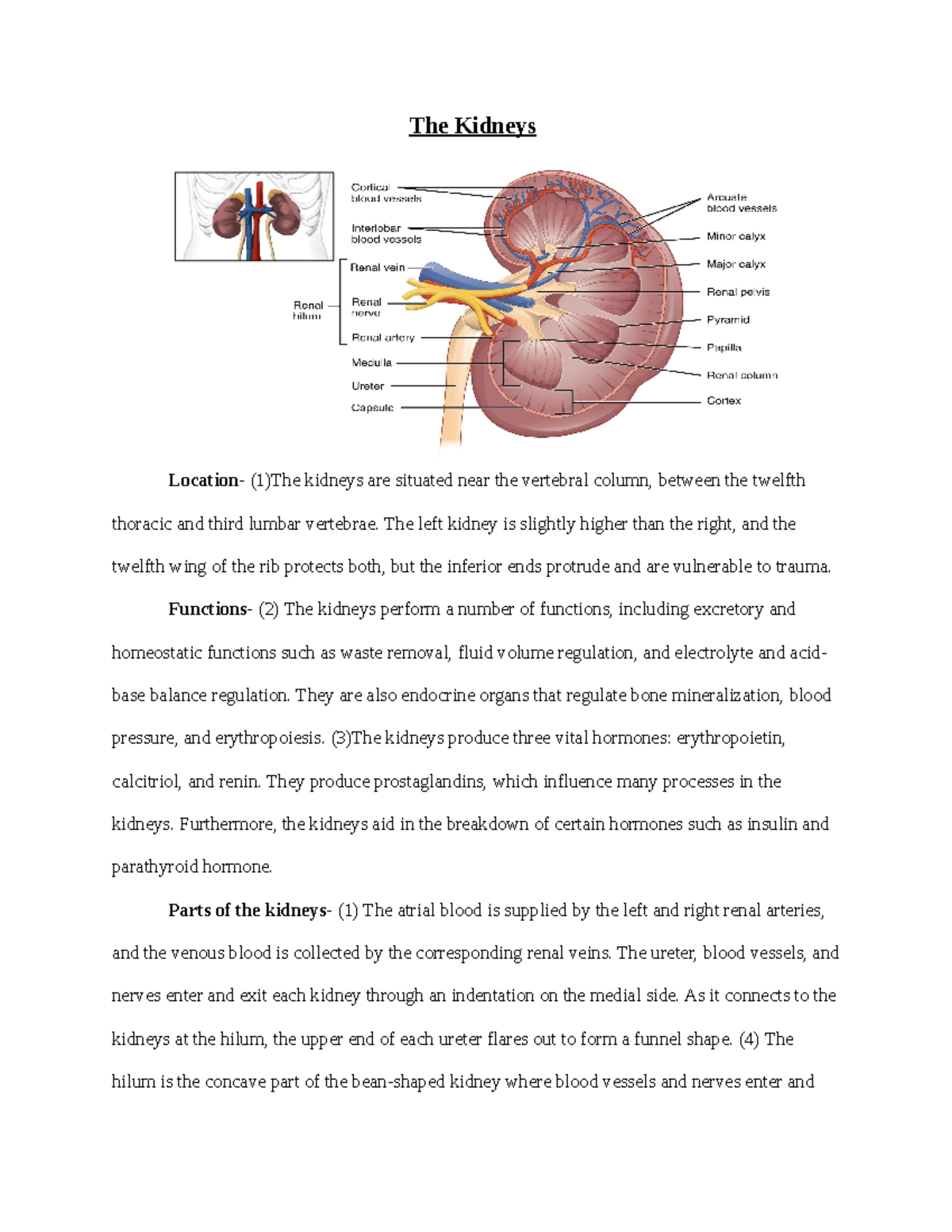 The Kidneys (Endocrine System) - The Kidneys Location- (1)The kidneys ...