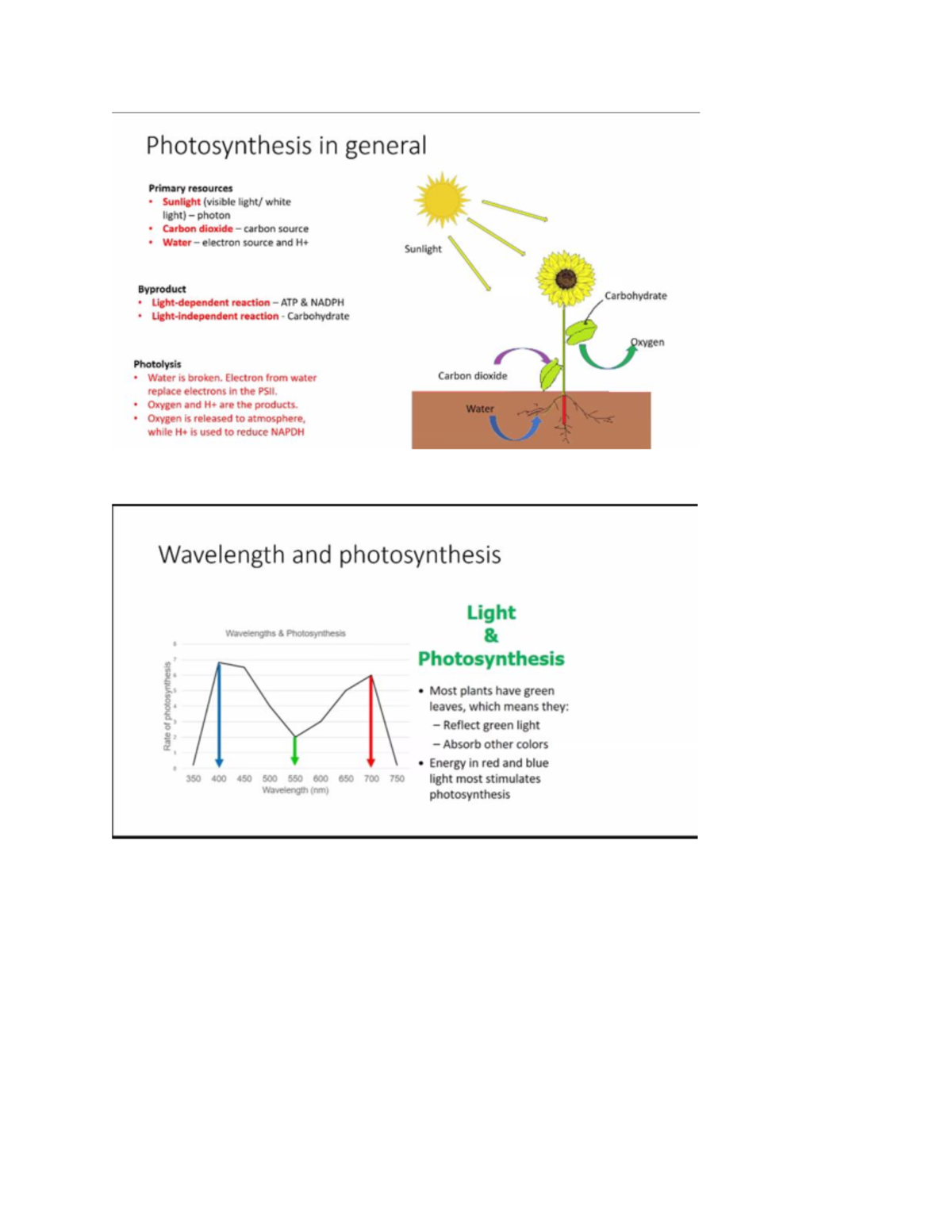 photosynthesis in general - Cell Biology - Studocu