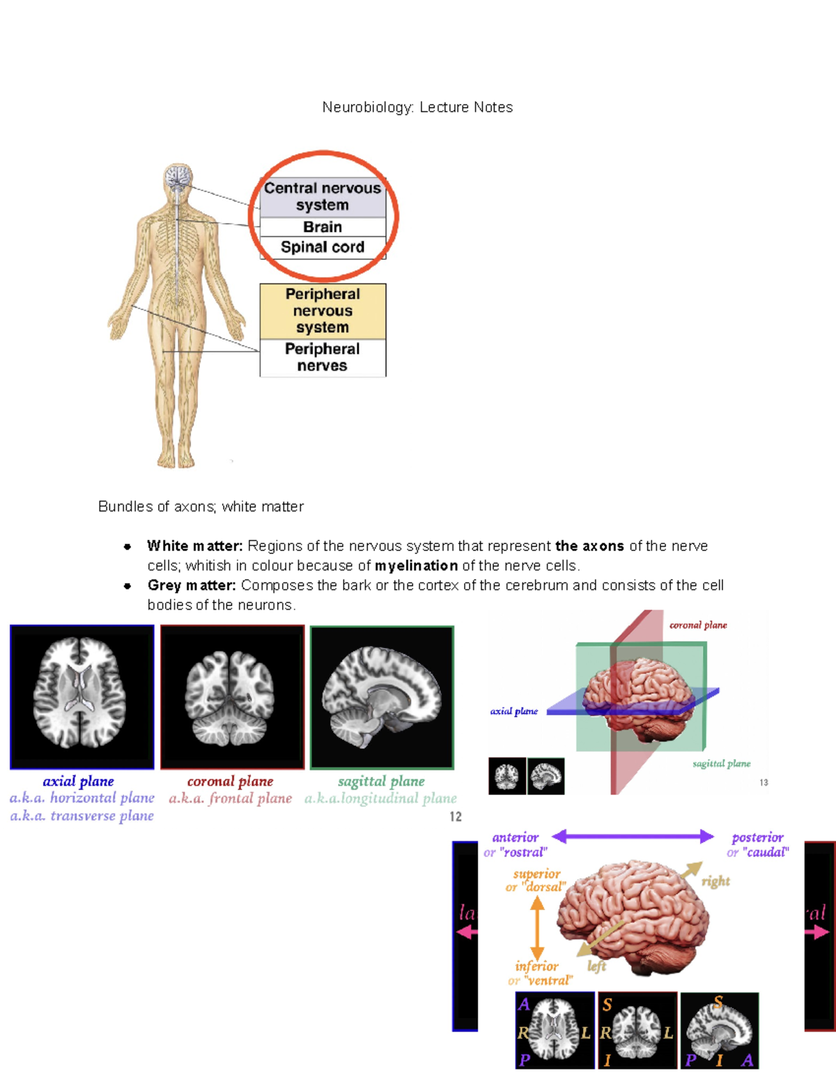 Neurobiology Lecture Notes - Neurobiology: Lecture Notes Bundles of ...