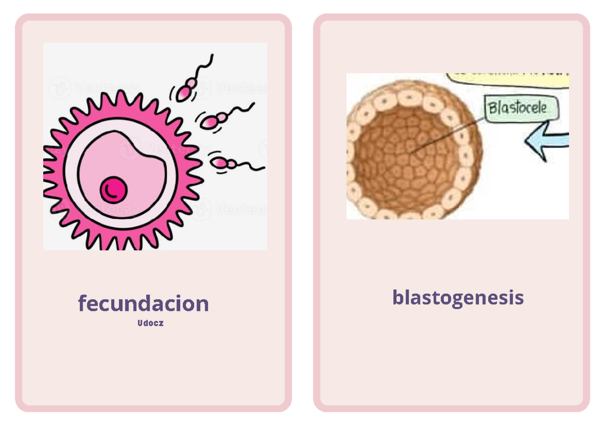 Embrio flashcard - Embriología - ####### Udocz fecundacion ...