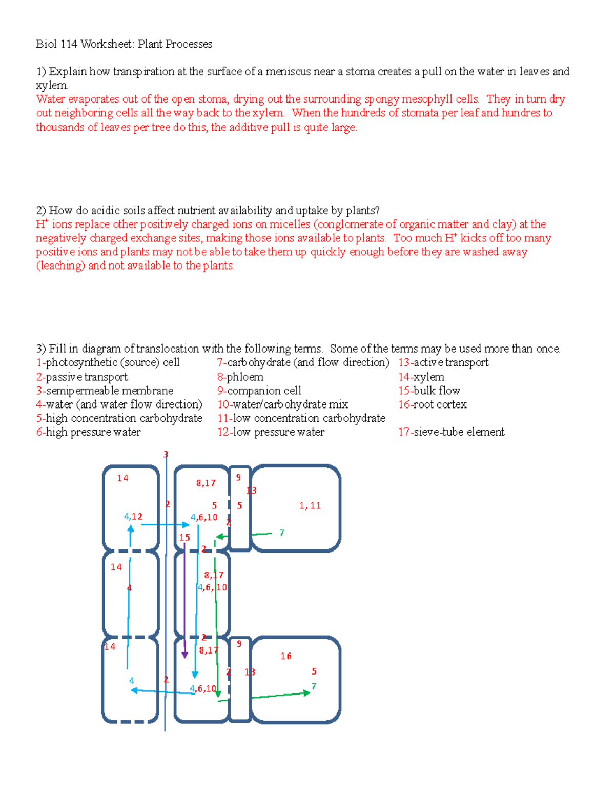 Pre-Lecture Worksheet- Plant Processes - Biol 114 Worksheet: Plant ...