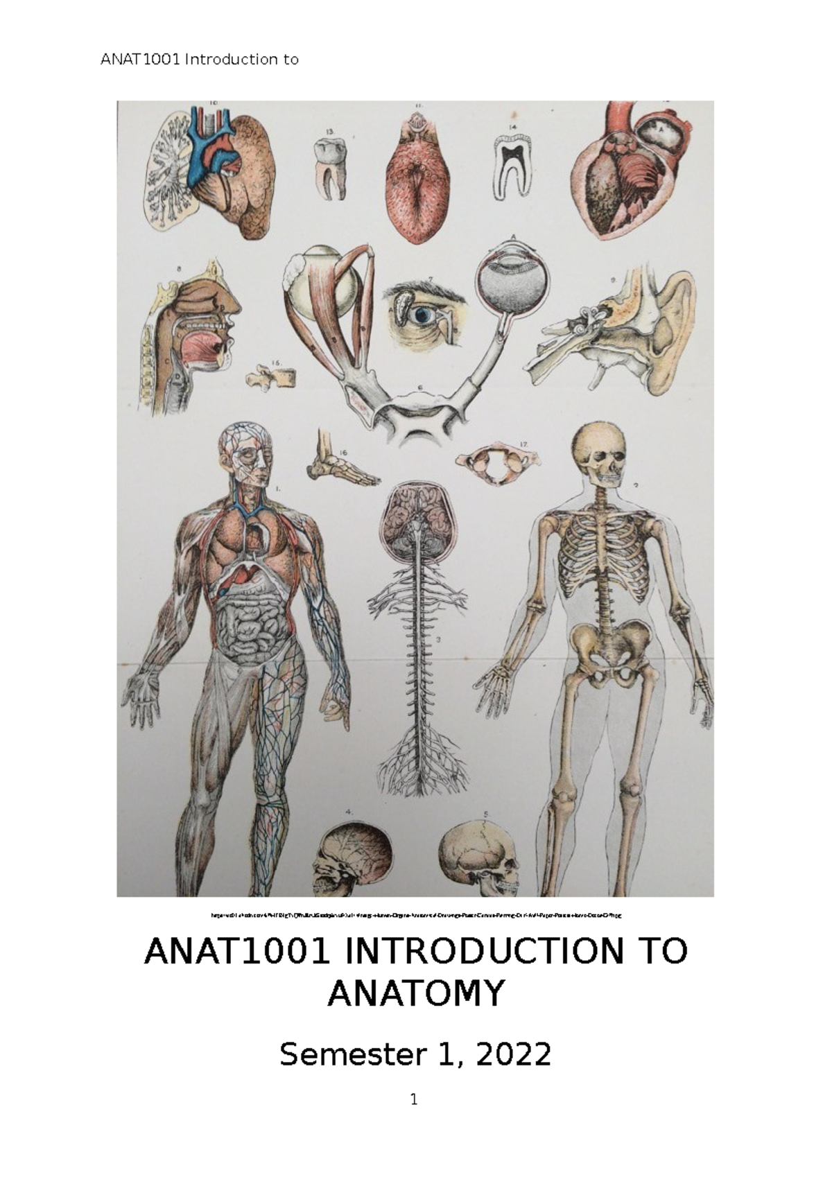 ANAT1001 2022 Complete lab manual for practice only - ANAT1001 - MQ ...