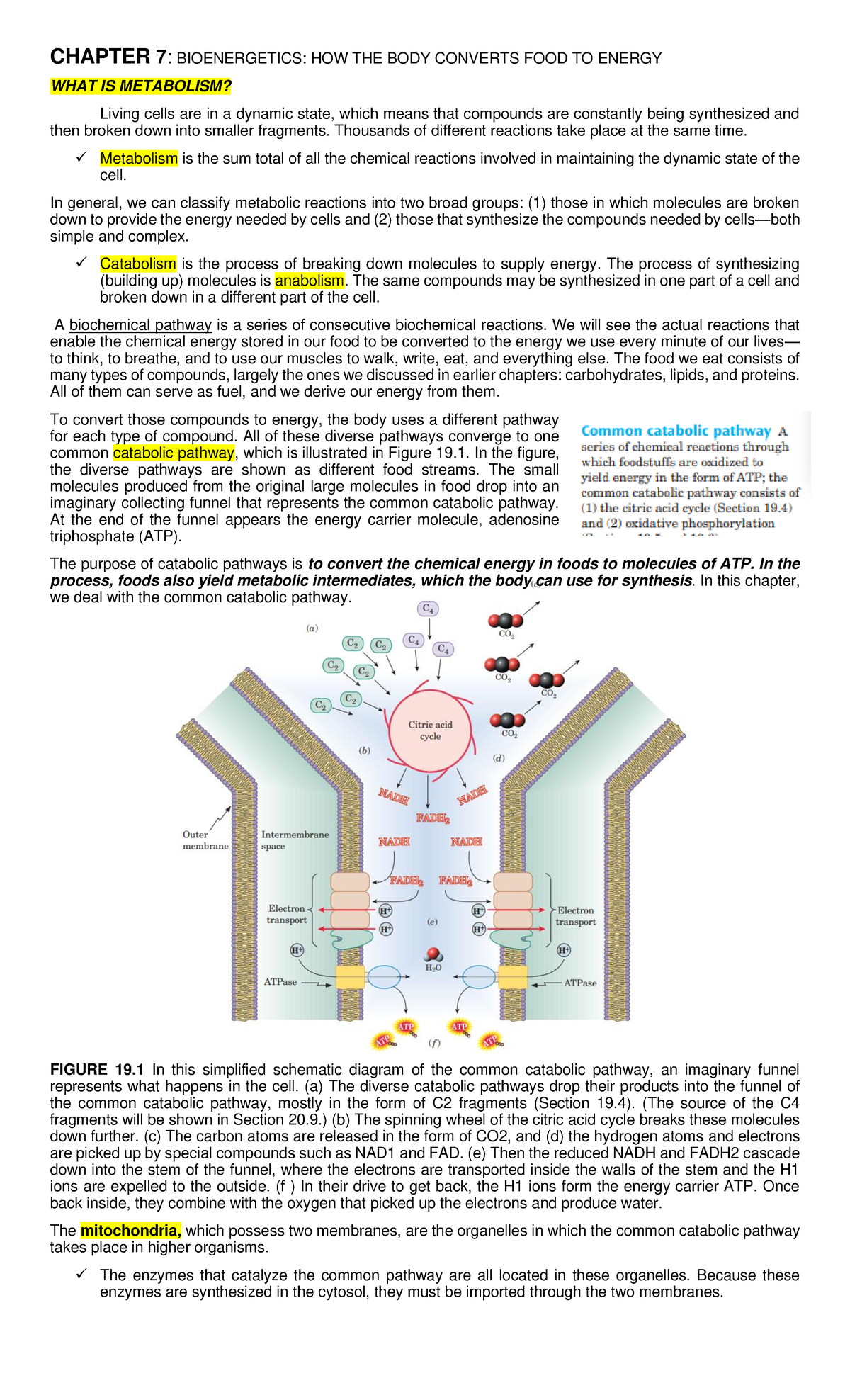 Lecture-8-Bioenergetics - CHAPTER 7 : BIOENERGETICS: HOW THE BODY ...