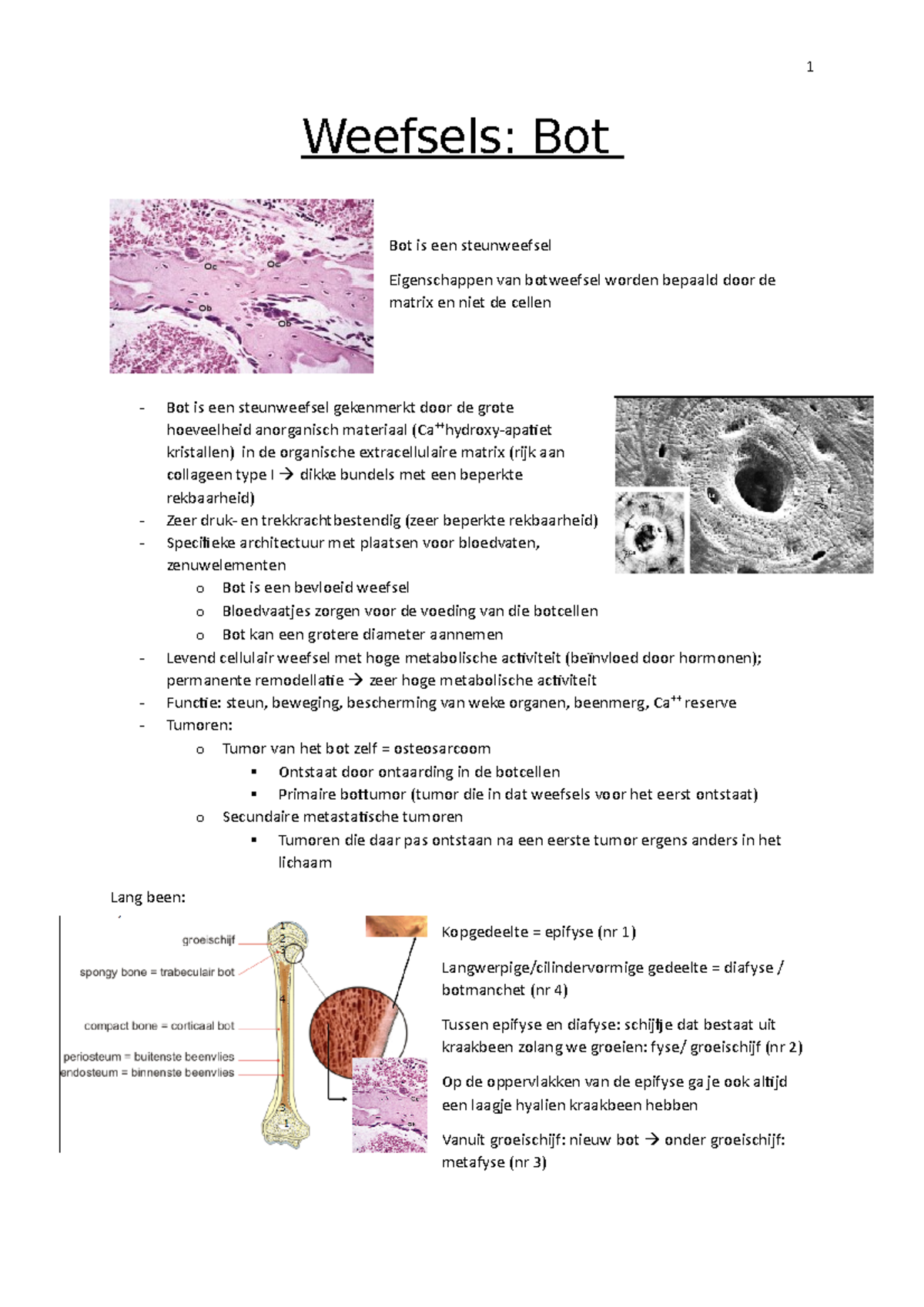 Samenvatting weefsels: bot - Weefsels: Bot Bot is een steunweefsel ...